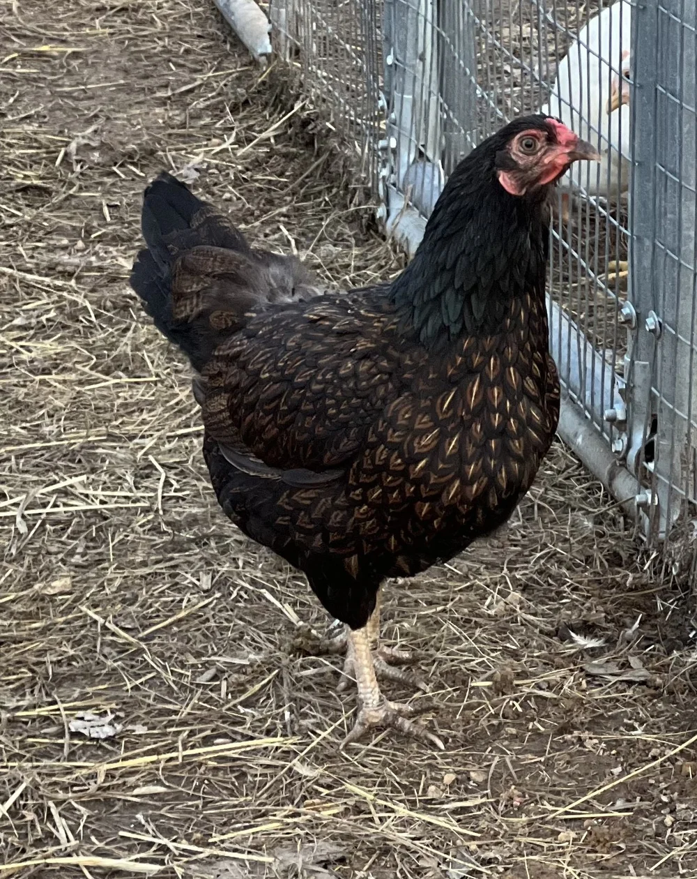 Dark Cornish — Harrison Chicken Ranch