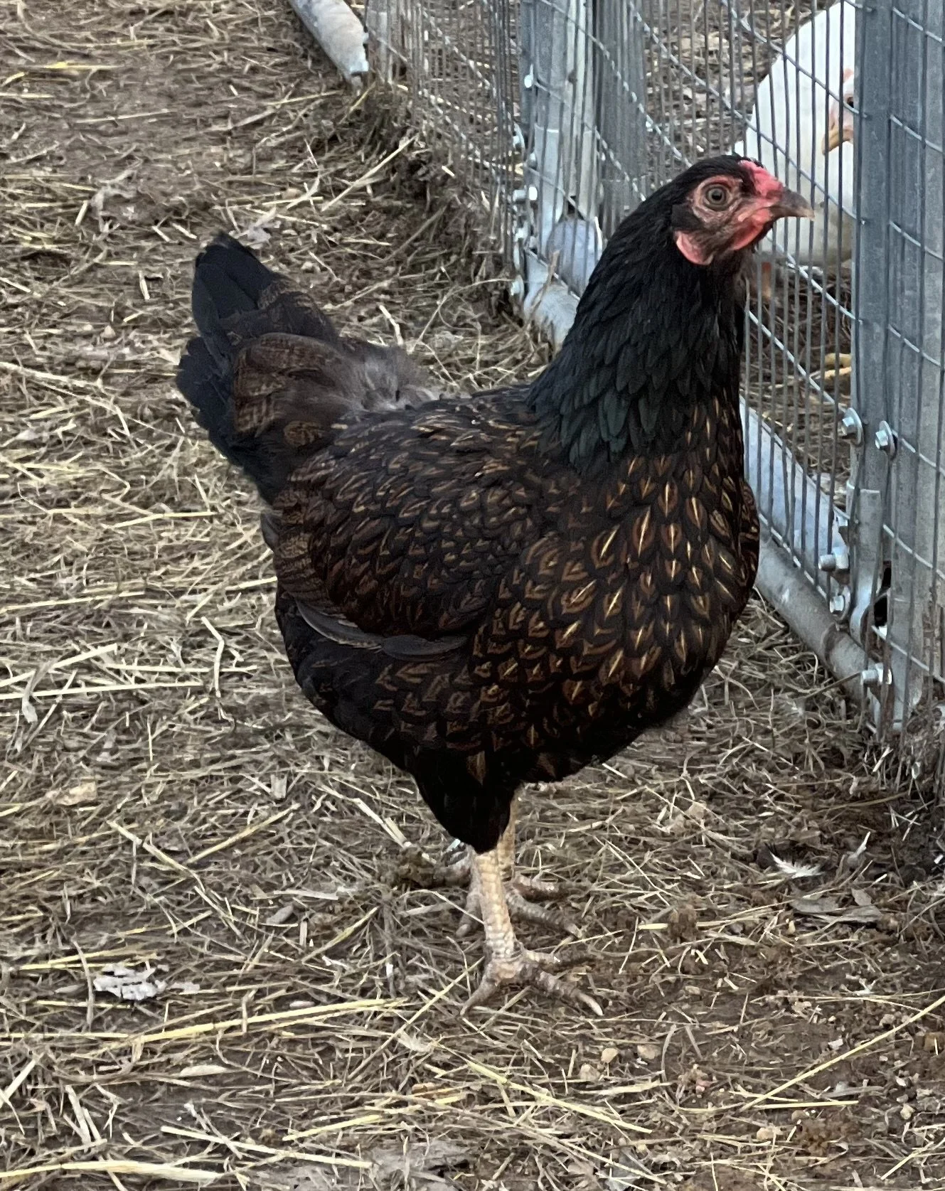 Dark Cornish — Harrison Chicken Ranch