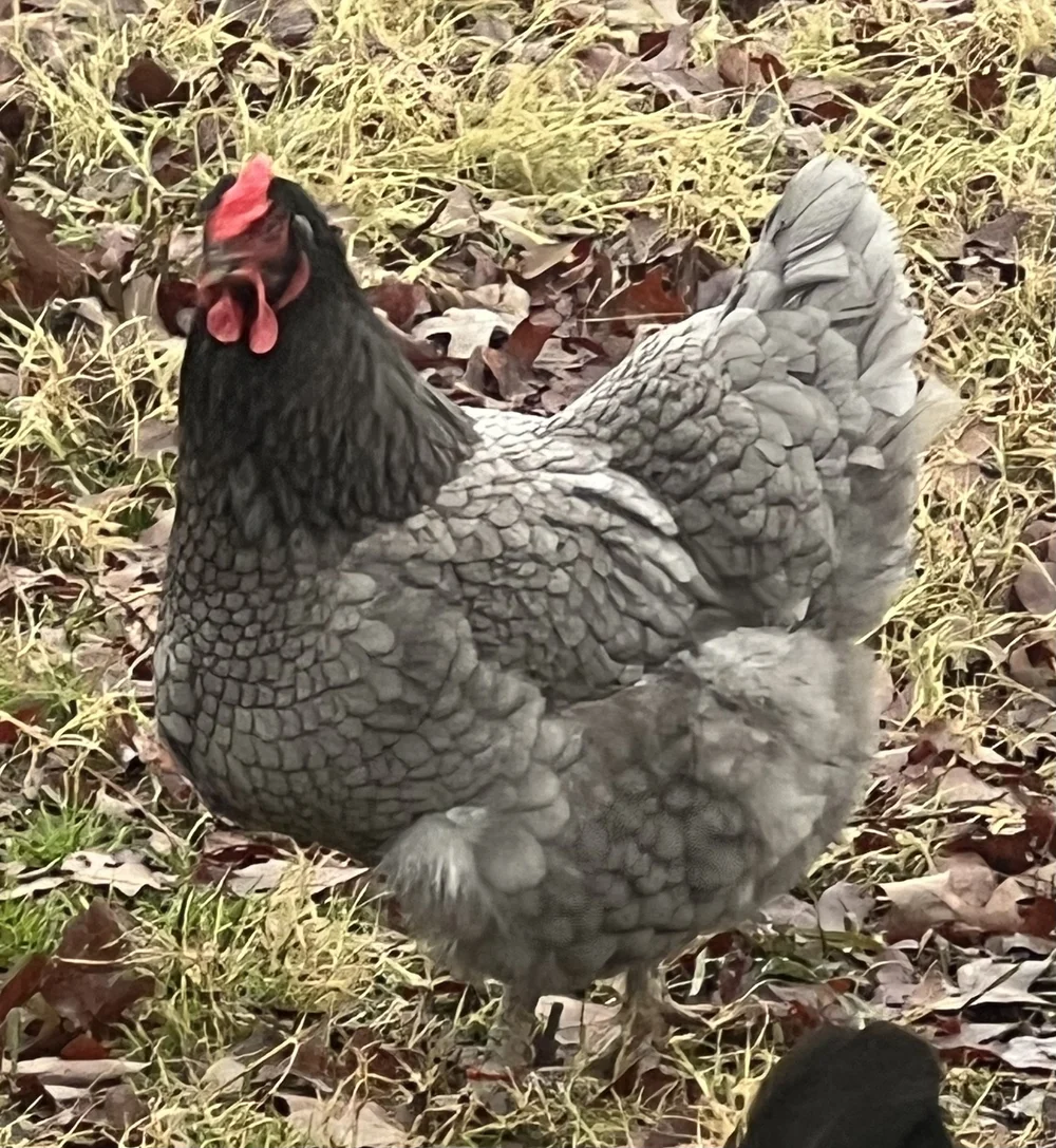 Sex Links — Harrison Chicken Ranch
