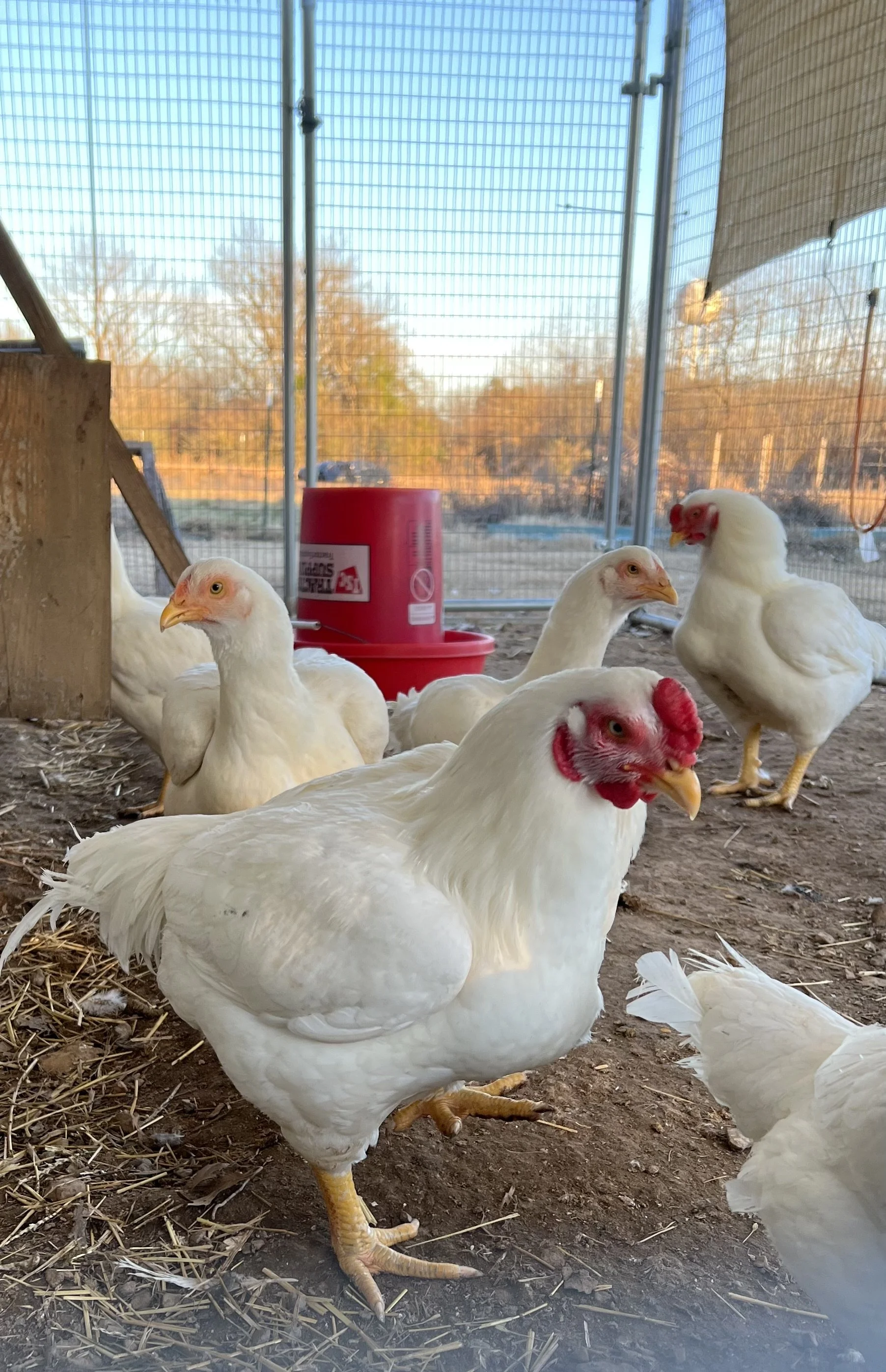 White Cornish — Harrison Chicken Ranch