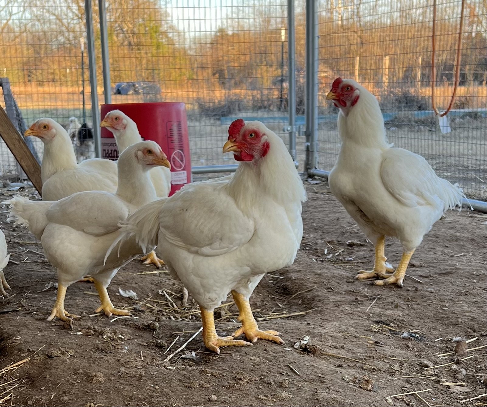 White Cornish — Harrison Chicken Ranch