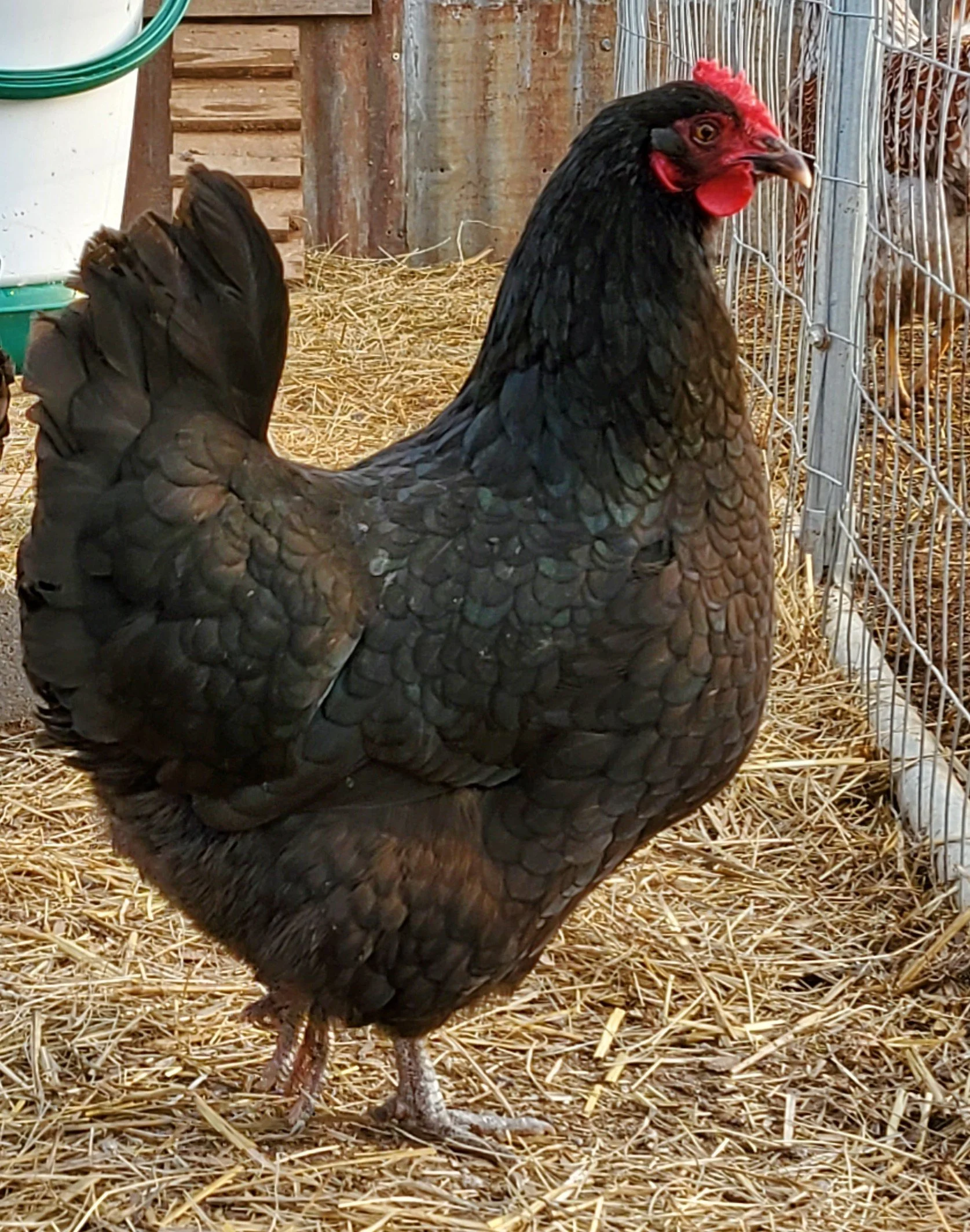 Sex Links — Harrison Chicken Ranch