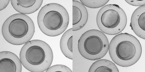 Research — Unit on Developmental Signaling | Rogers lab | NIH NICHD