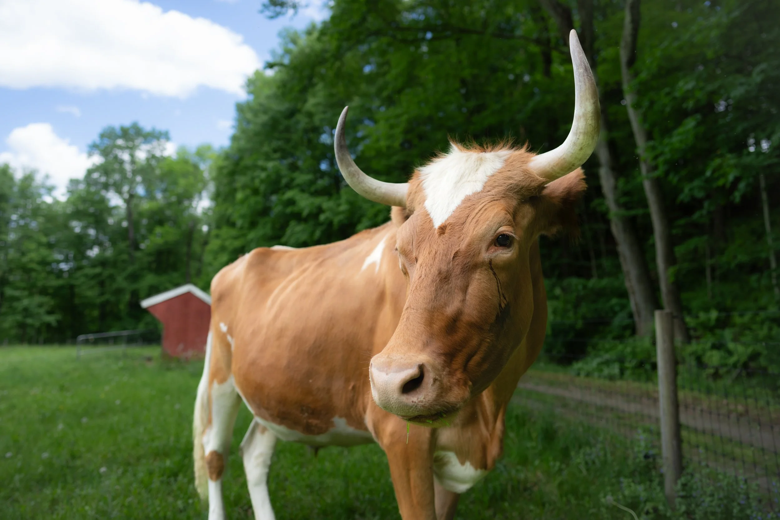 Farm and Forest — Retreat Farm