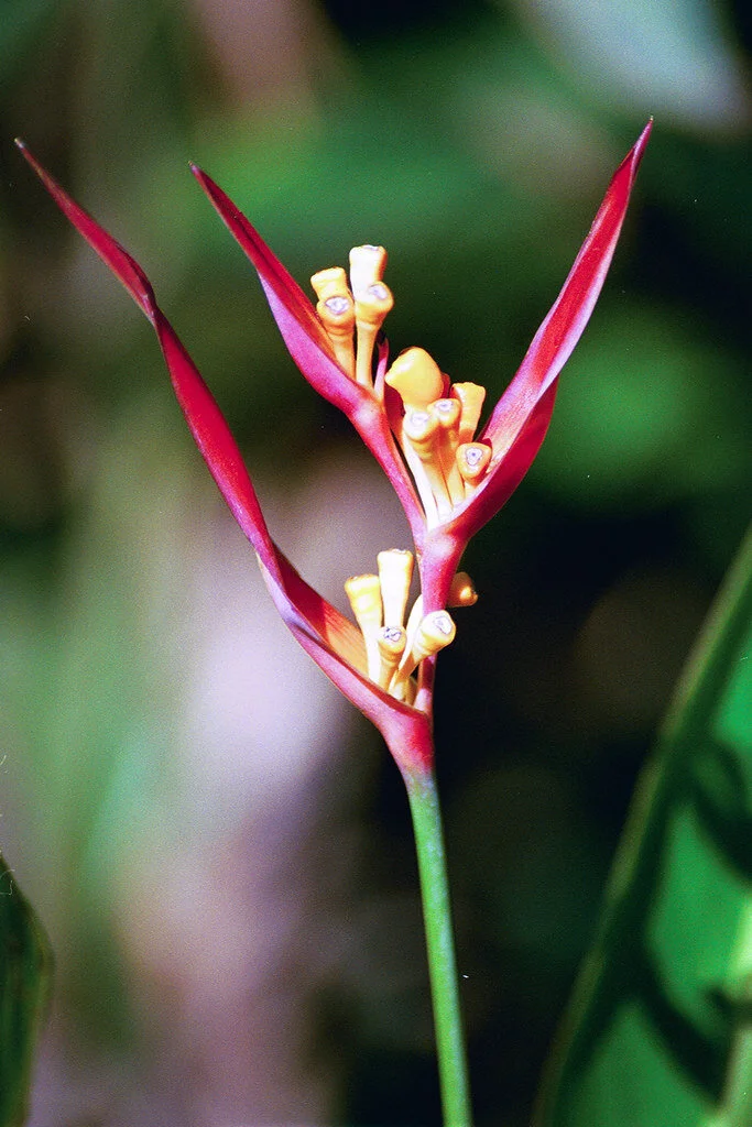 Individual — Robyn McKenzie, LMFT