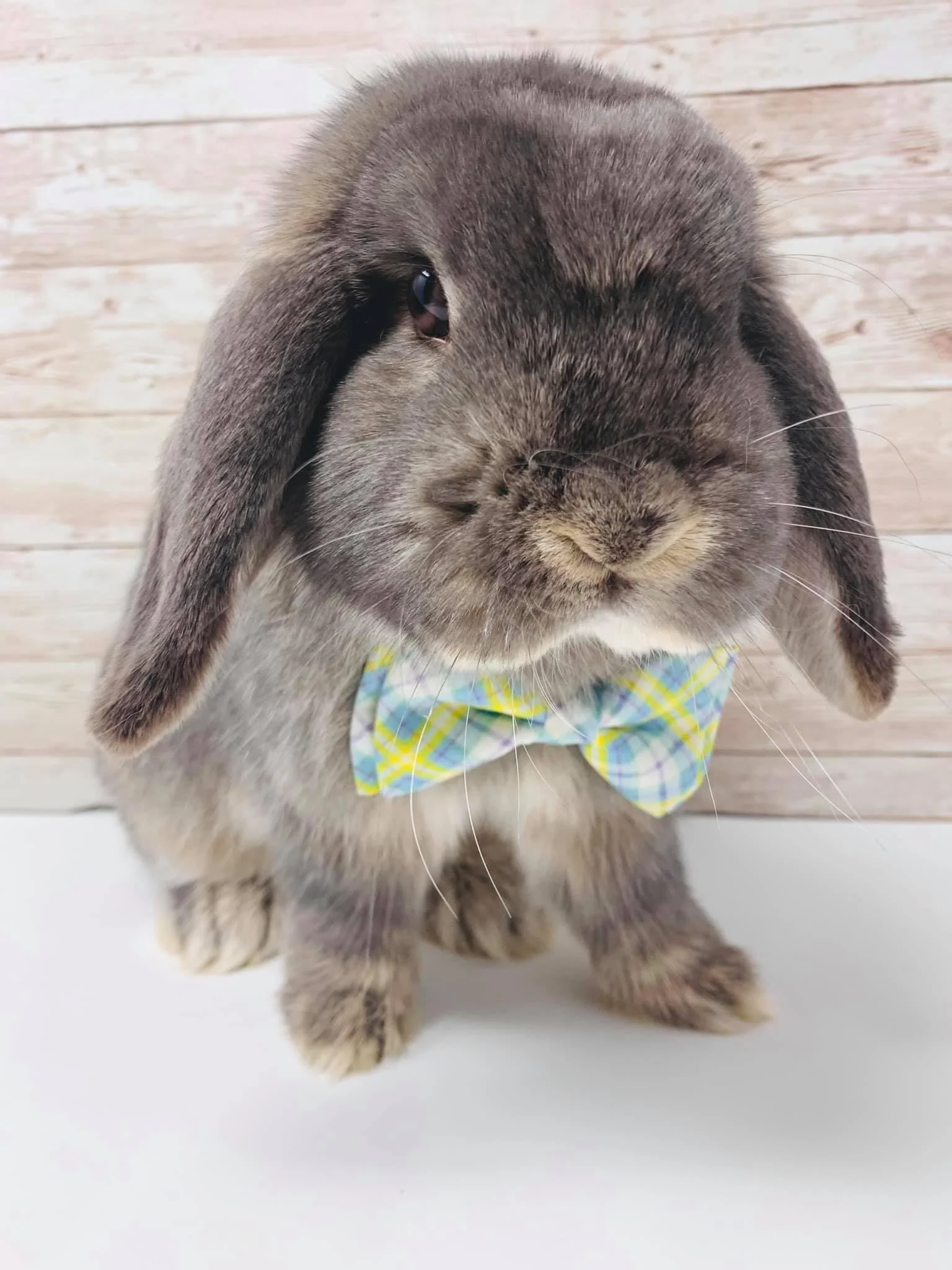 Available! — Bend Bunny Lops Holland Lops
