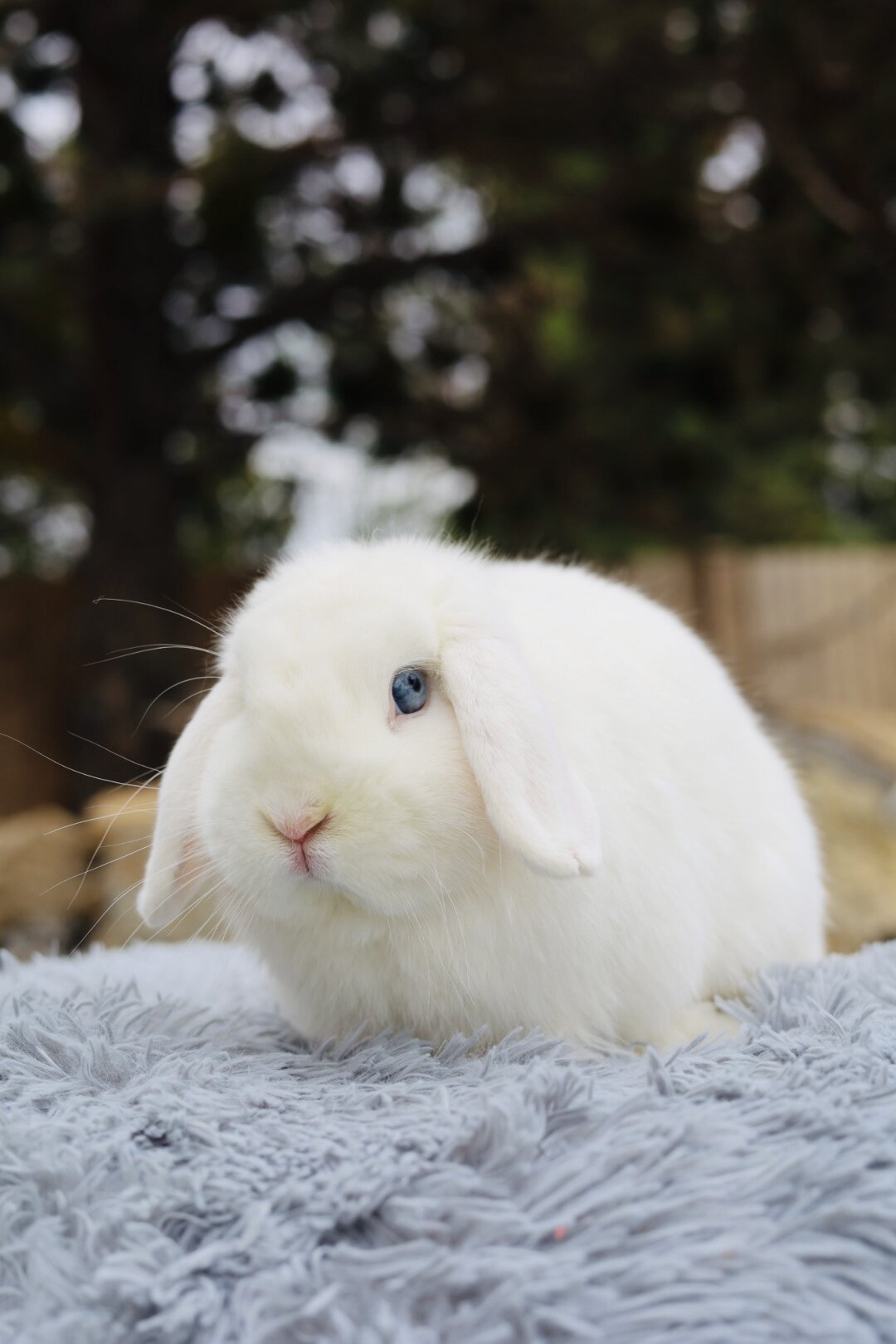 Available! — Bend Bunny Lops Holland Lops