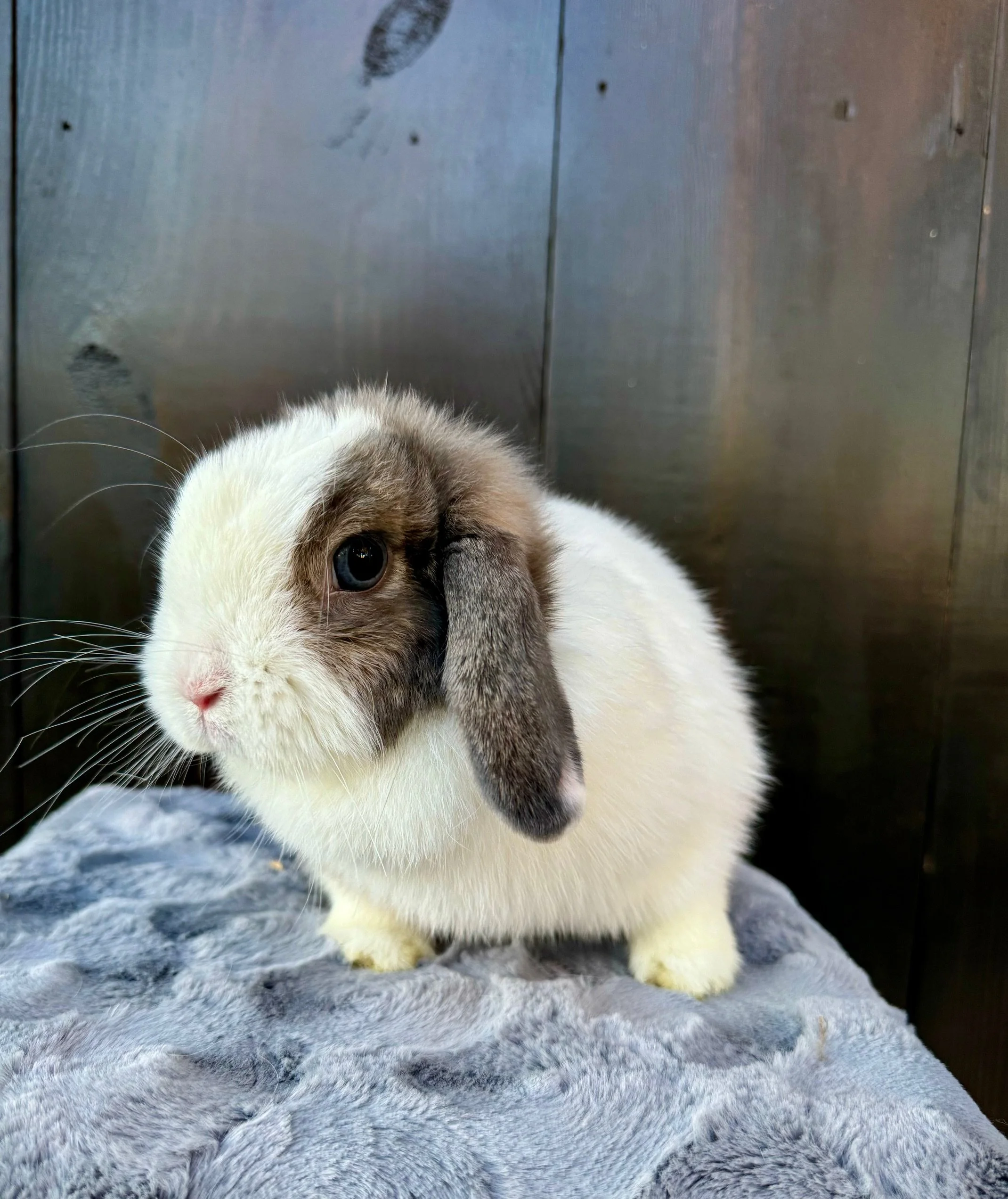 Available! — Bend Bunny Lops Holland Lops