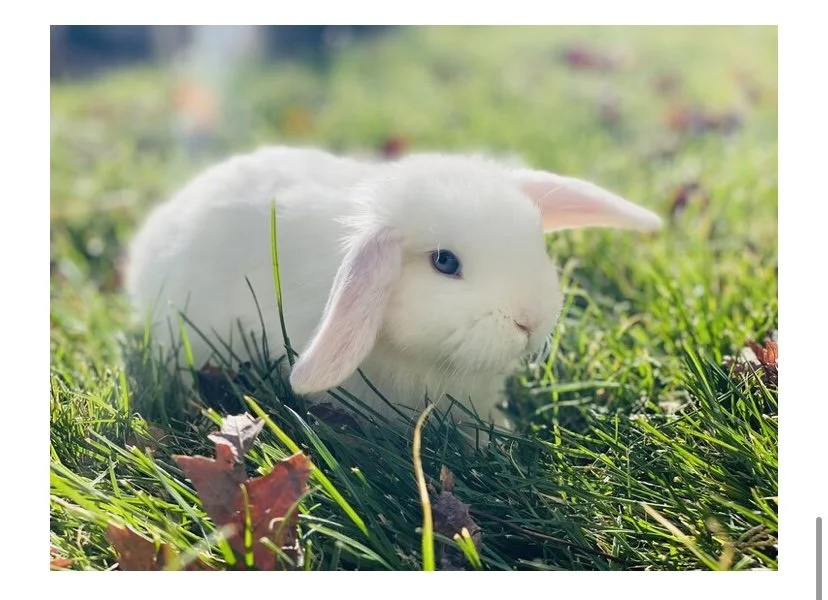Available! — Bend Bunny Lops Holland Lops