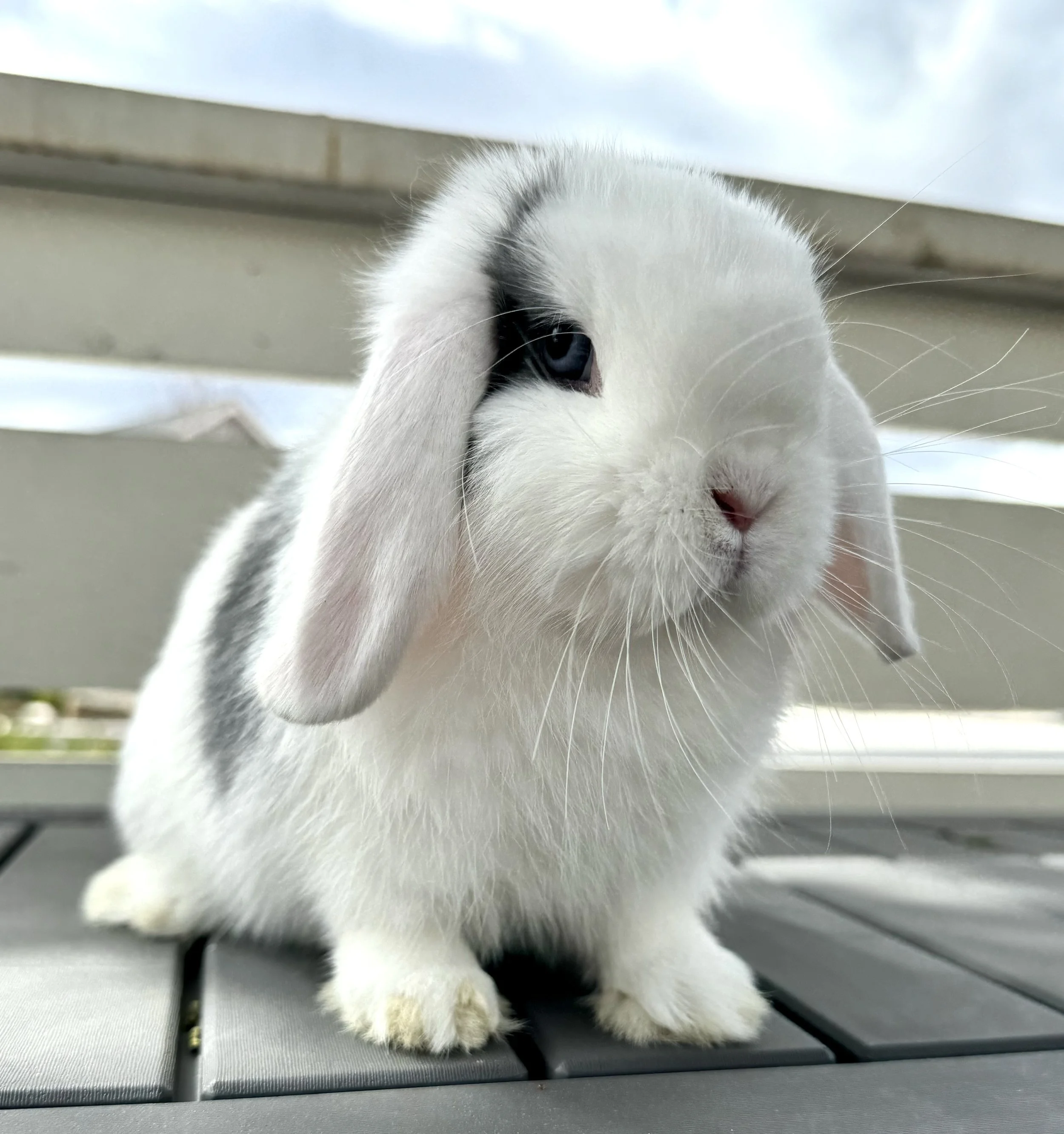 Available! — Bend Bunny Lops Holland Lops