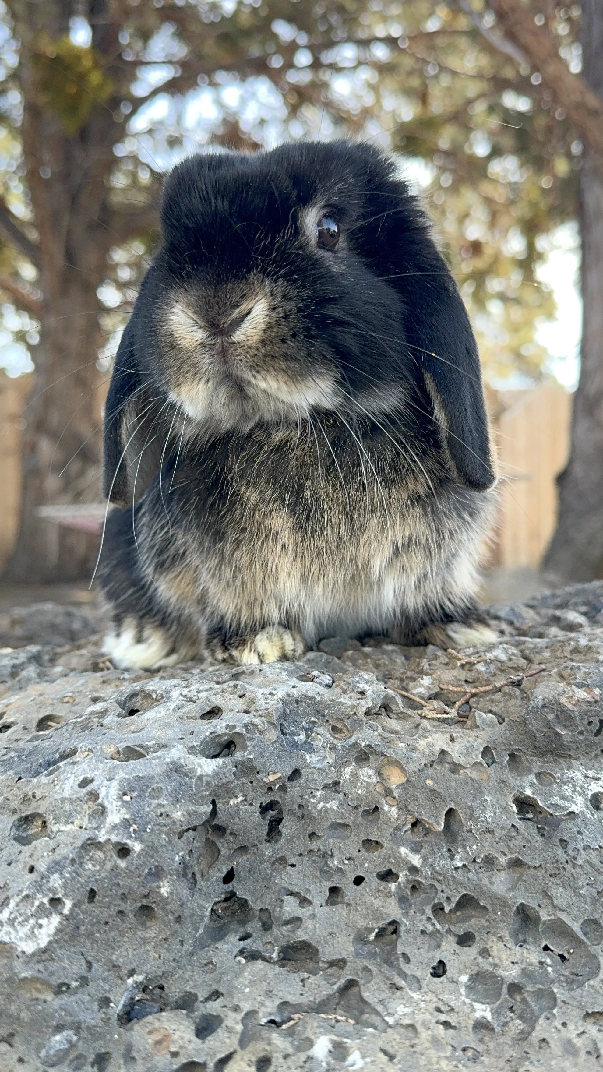 Available! — Bend Bunny Lops Holland Lops
