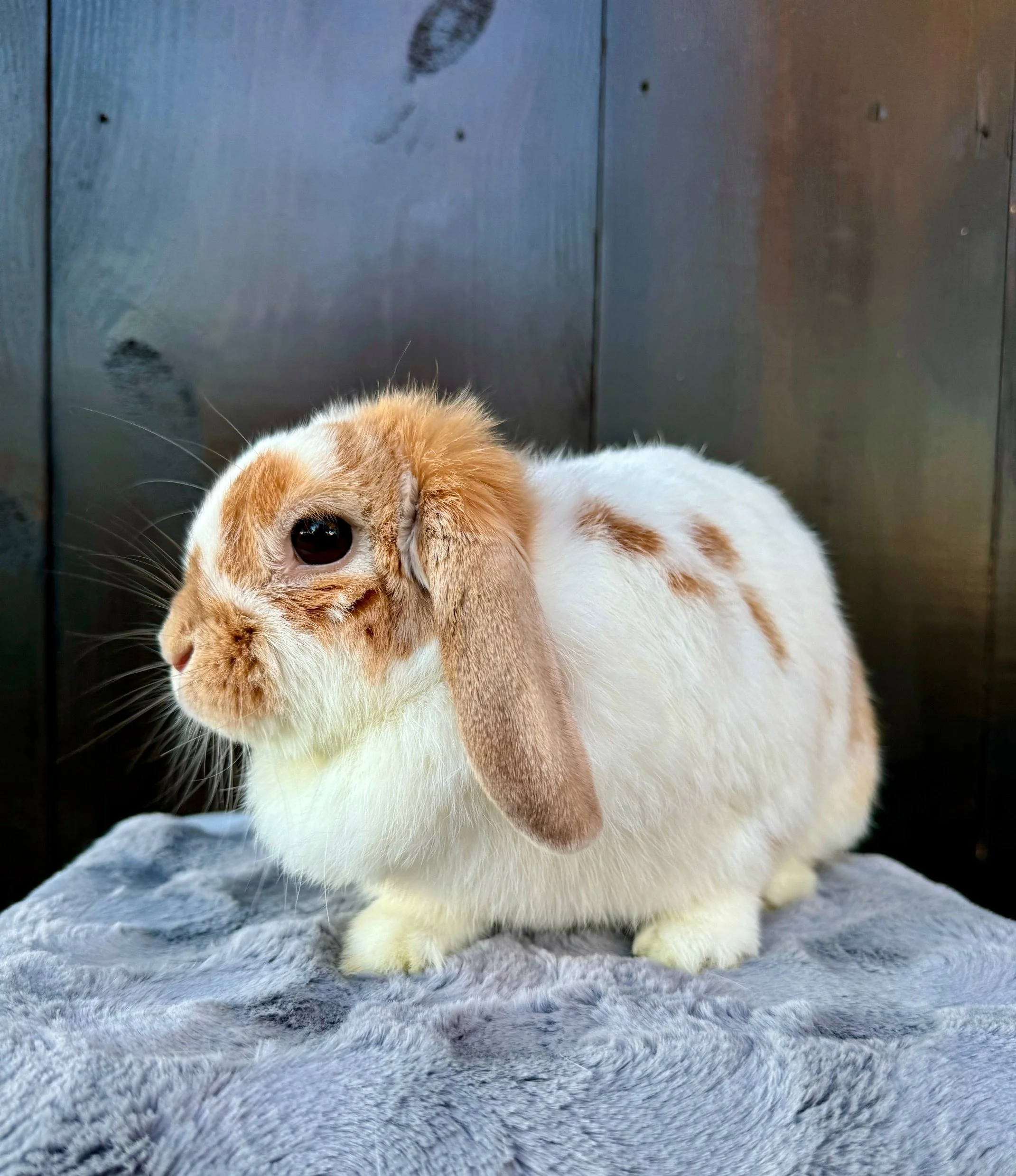 Available! — Bend Bunny Lops Holland Lops