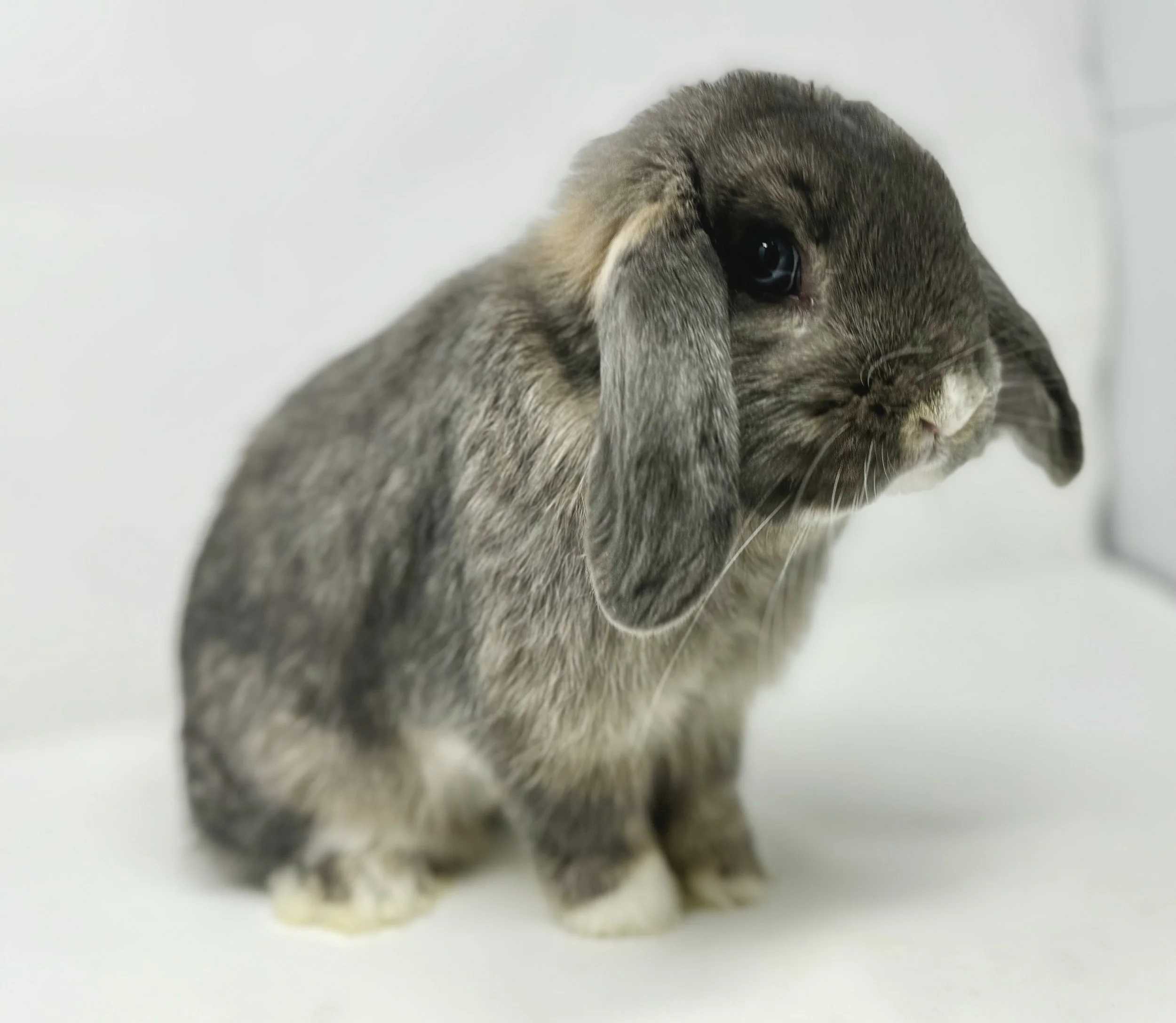 Available! — Bend Bunny Lops Holland Lops