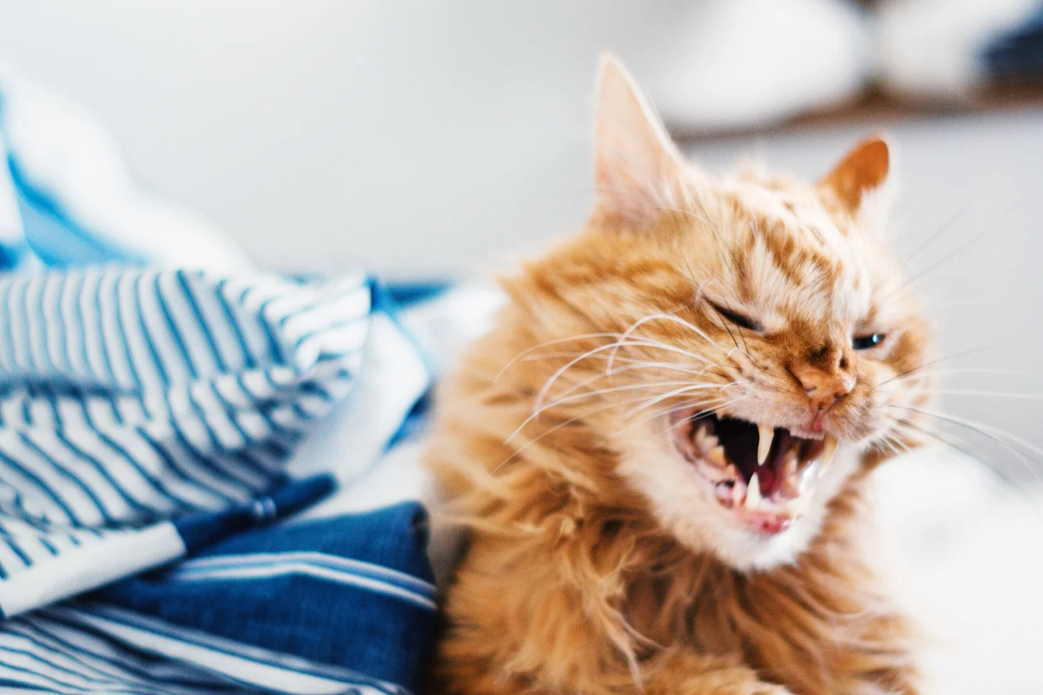 Cat Training - Cat Behaviorist | LOMA Behavior and Training — LOMA ...