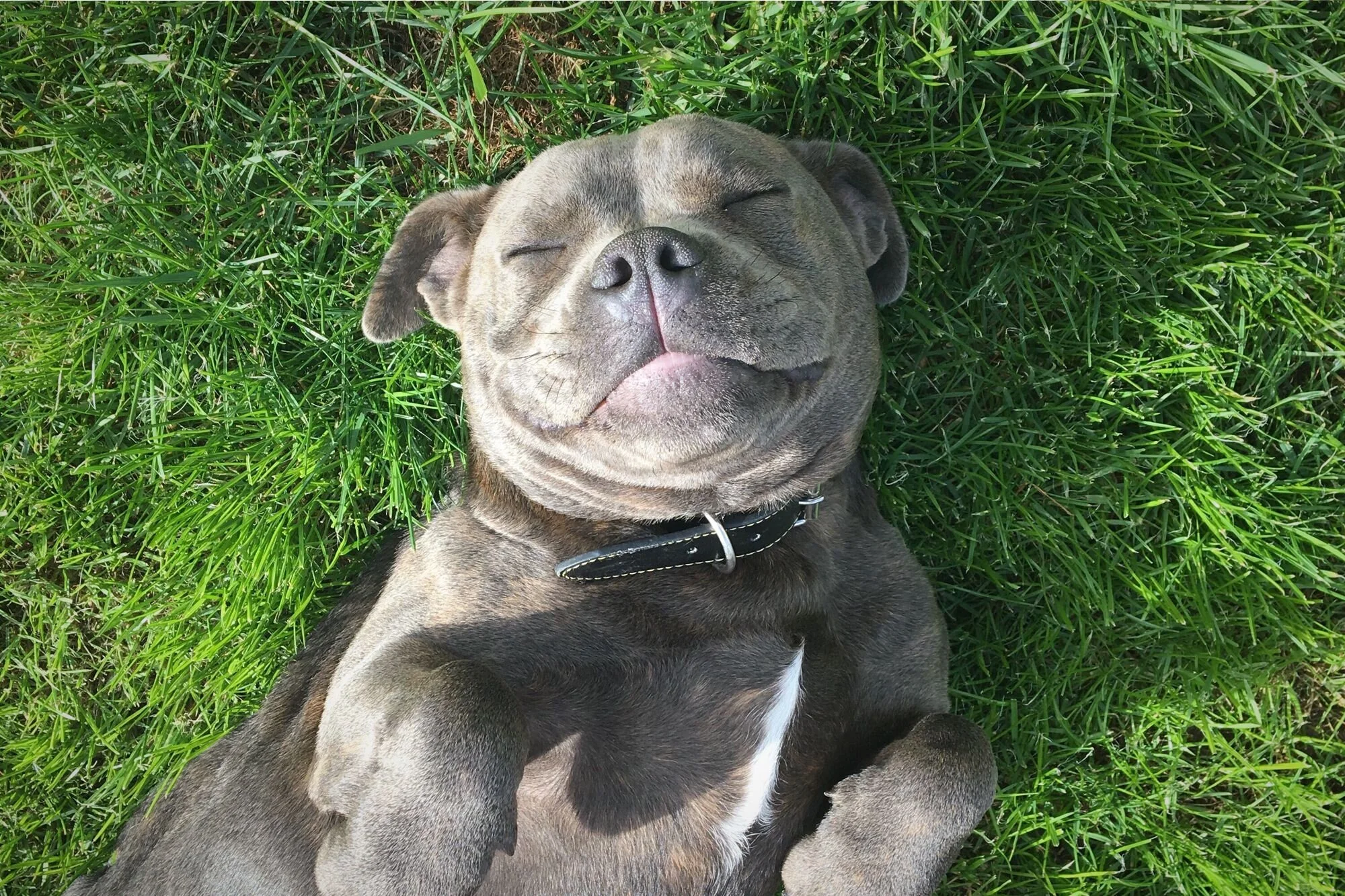 Puppy Training - Puppy Socialization | LOMA Behavior and Training ...