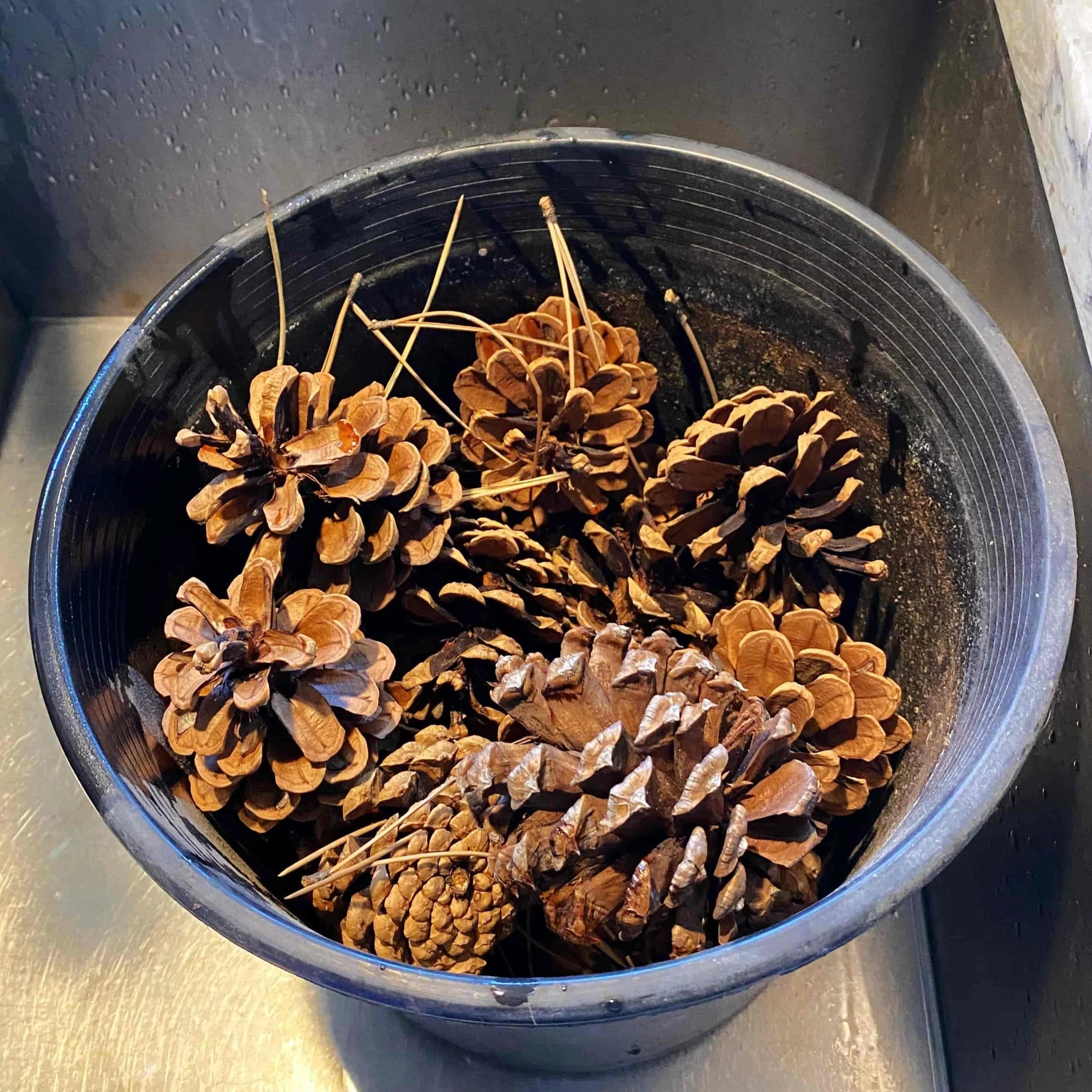 How to Clean Pine Cones for Crafting — The Budding Artists