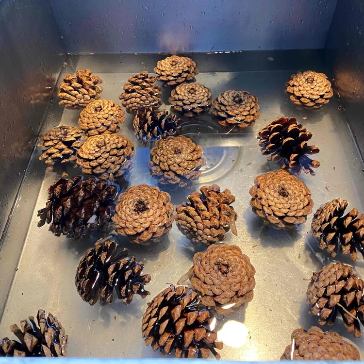 How to Clean Pine Cones for Crafting — The Budding Artists