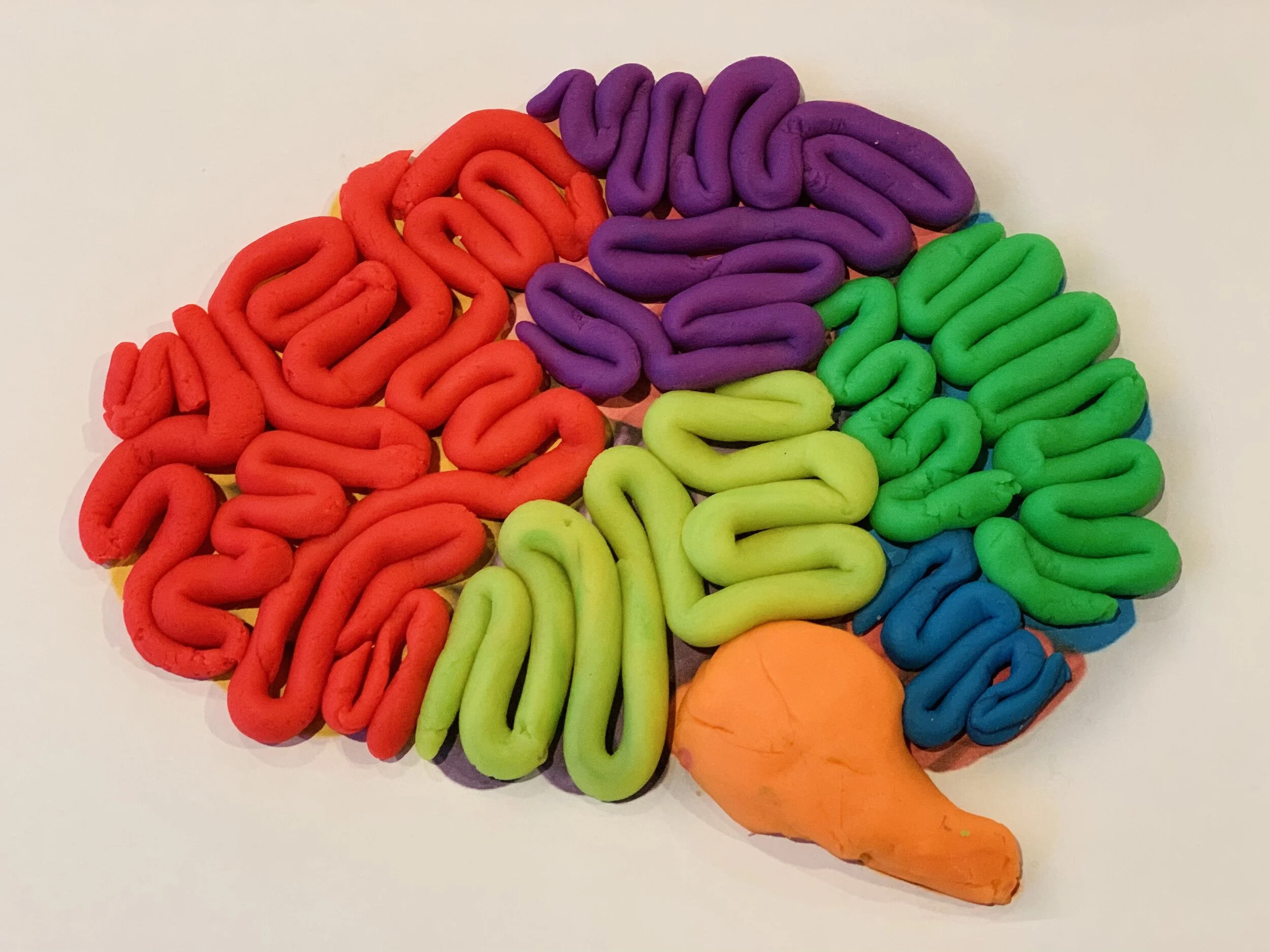 3d Brain Model Playdough | informacionpublica.svet.gob.gt