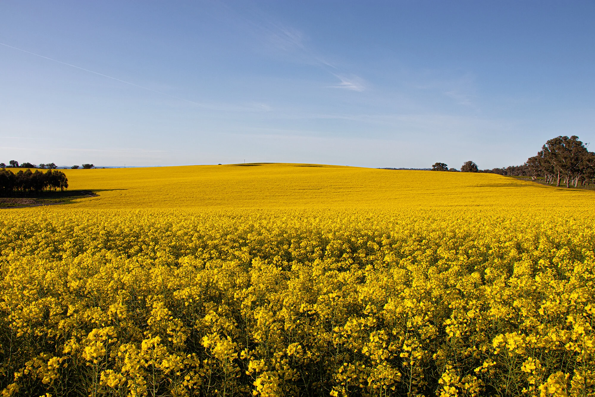 Canola Trail - Coolamon, Junee, Temora