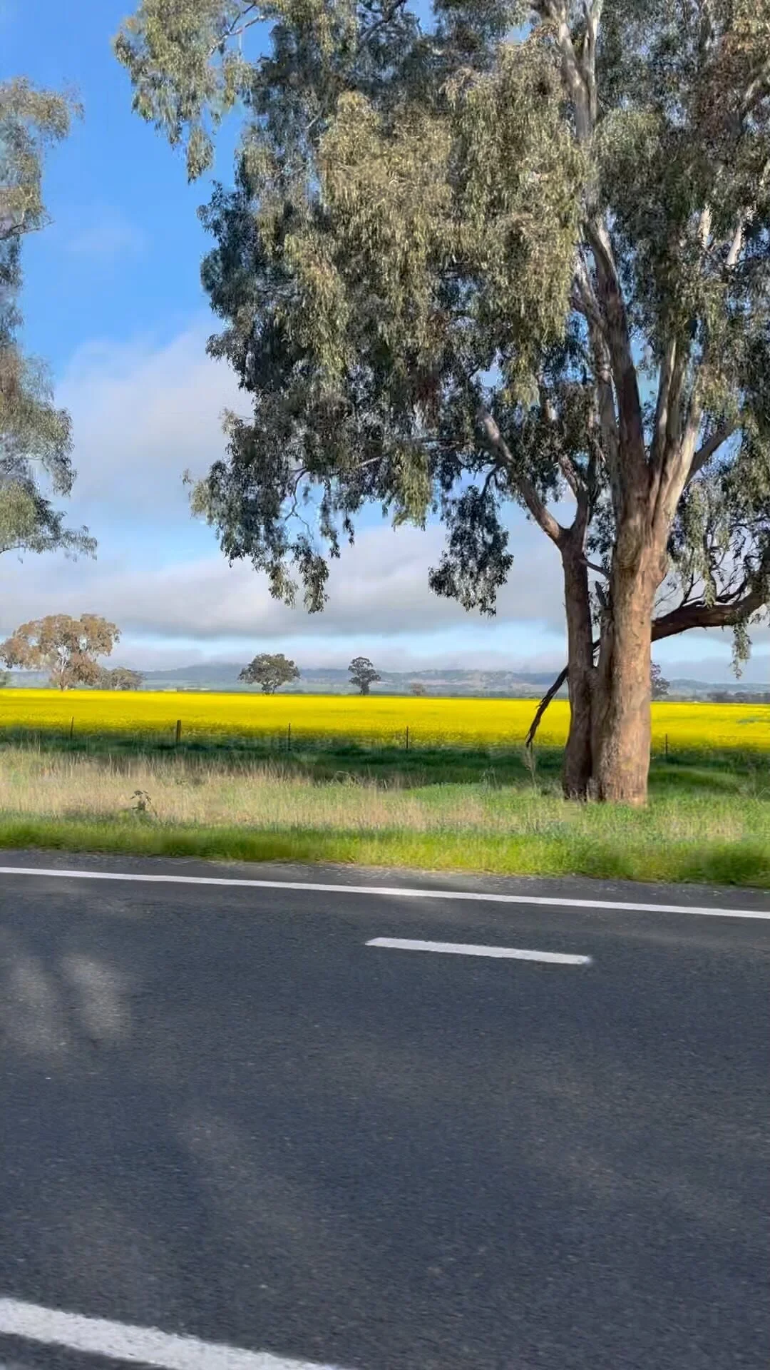 Canola Trail - Coolamon, Junee, Temora