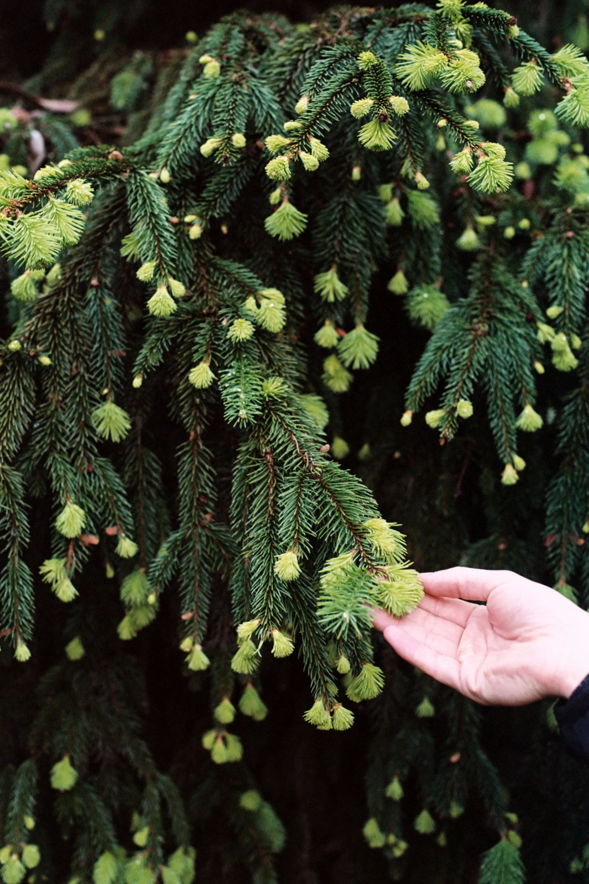 How To Use Pine (Flower Remedy) for Emotional Relief — Indigo Forest