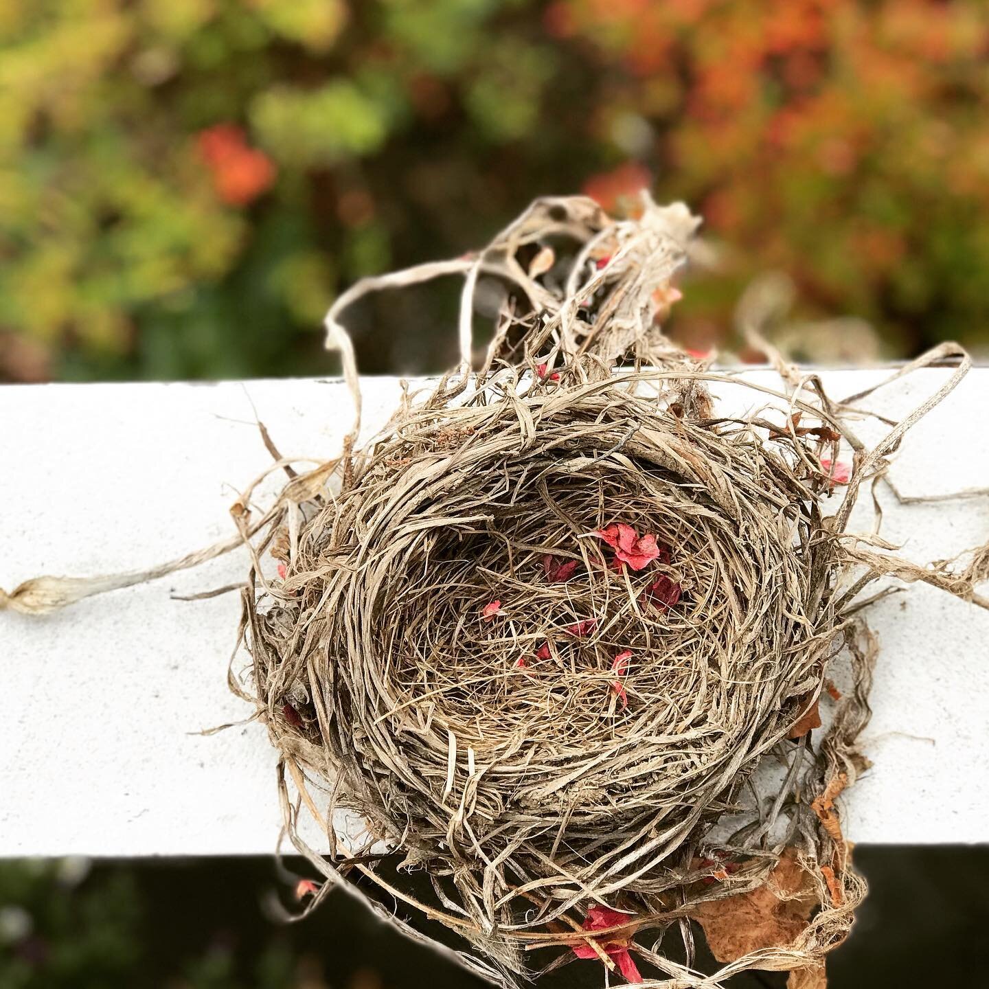 Recovering from a Shocking Hemorrhage, Part 3/4 — Indigo Forest