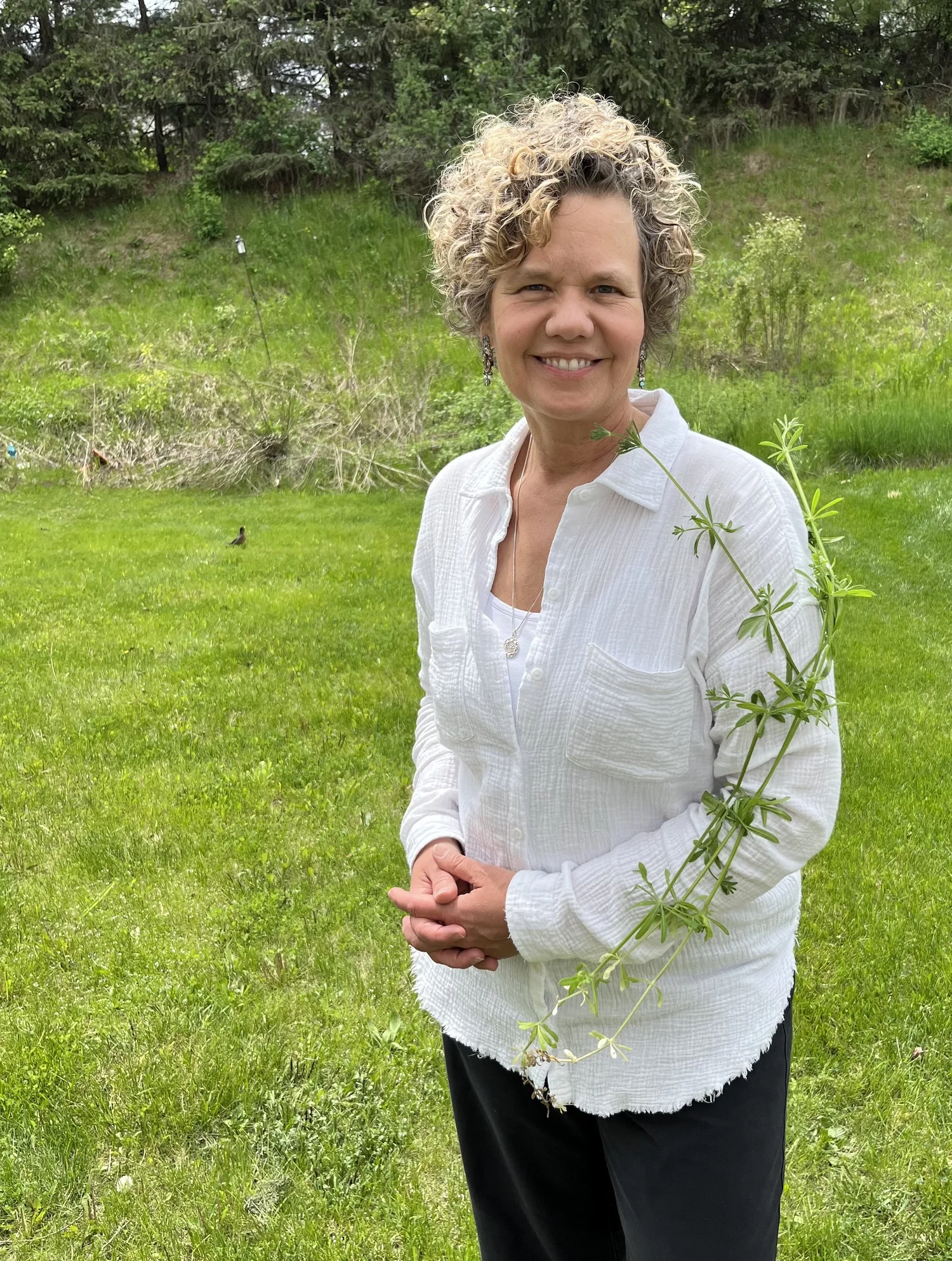 Using Cleavers the Herb To Clean Up Your Lymph — Indigo Forest