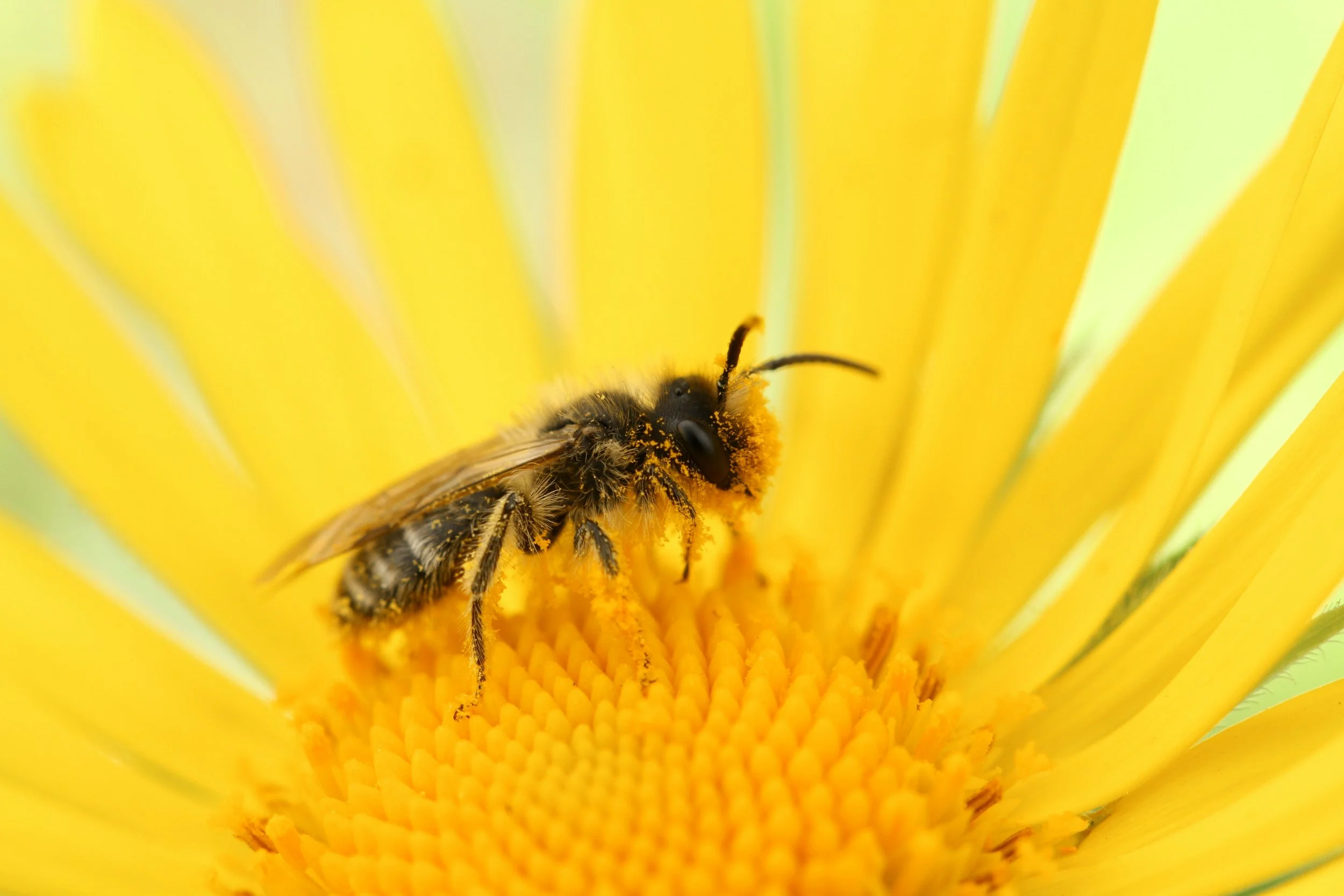 What To Do When There’s a Bee Sting — Indigo Forest