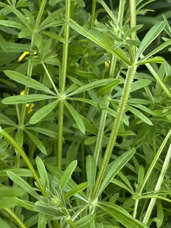 Using Cleavers the Herb To Clean Up Your Lymph — Indigo Forest