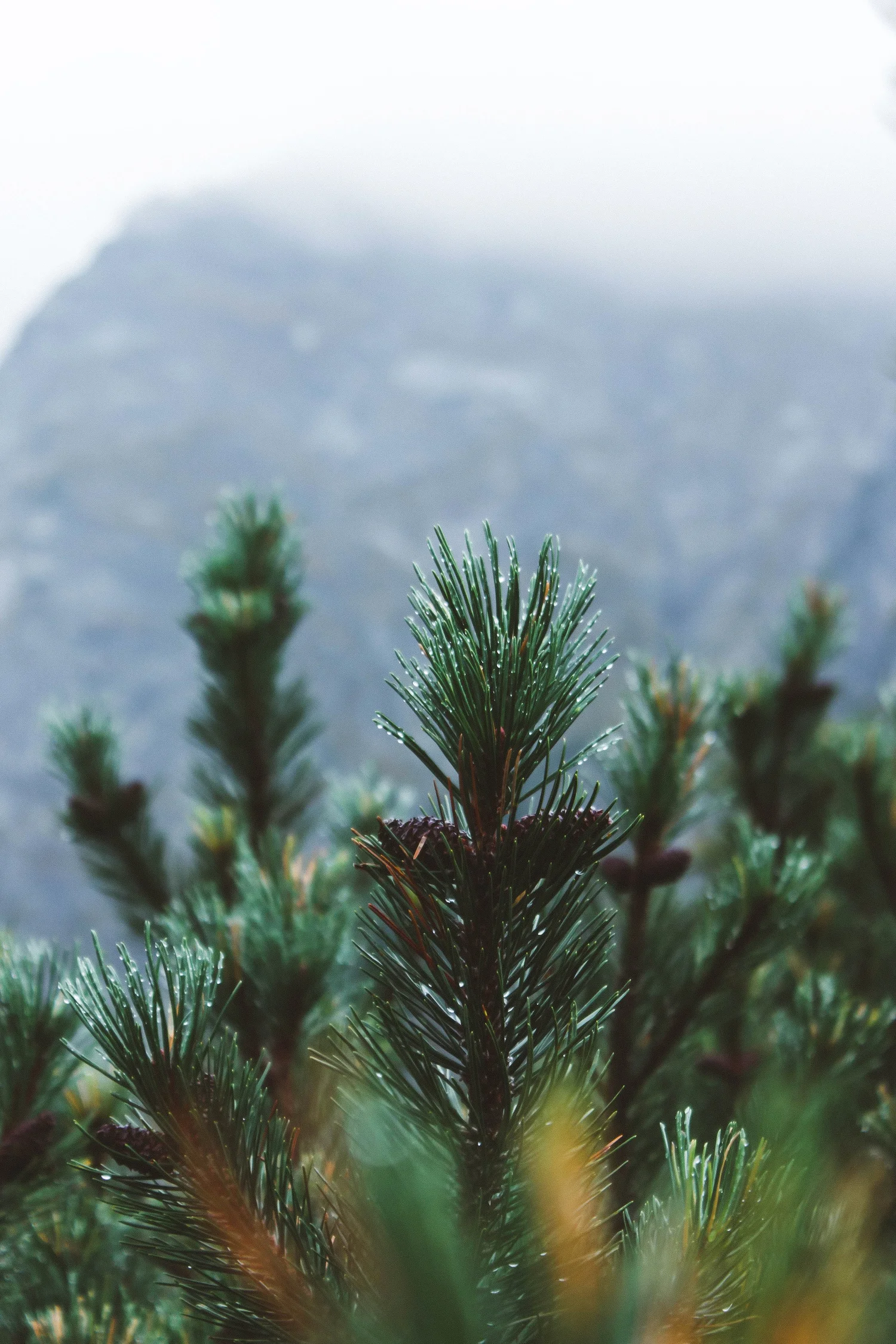 How To Use Pine (Flower Remedy) for Emotional Relief — Indigo Forest