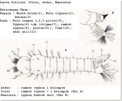 Nyamuk Anopheles, Aedes, dan Mansonia memiliki preferensi habitat yang berbeda untuk meletakkan ...