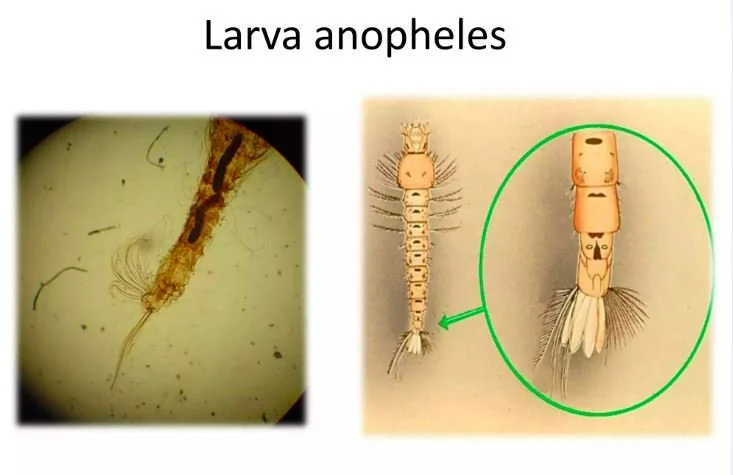 Nyamuk Anopheles, Aedes, dan Mansonia memiliki preferensi habitat yang berbeda untuk meletakkan ...