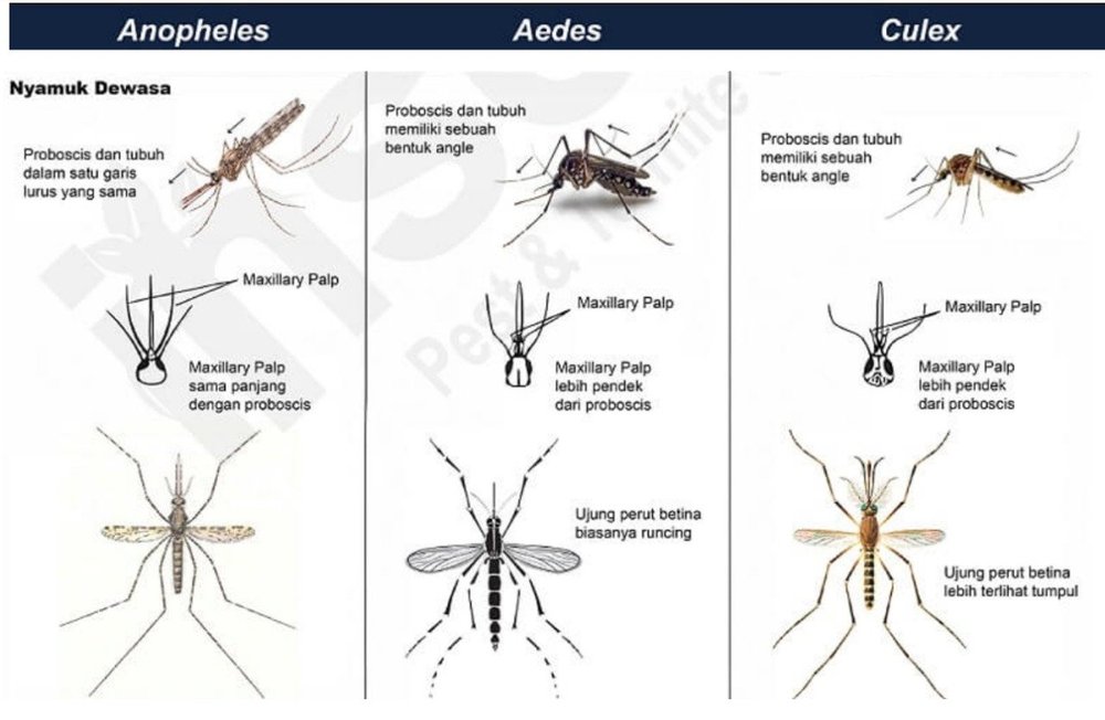 Nyamuk Anopheles, Aedes, dan Mansonia memiliki preferensi habitat yang ...