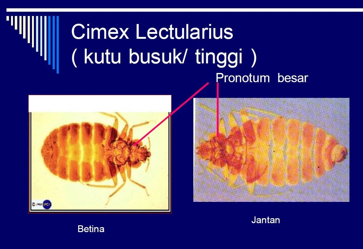 Empat ektoparasit yang umum menginfestasi manusia dan menyebabkan berbagai manifestasi kulit ...