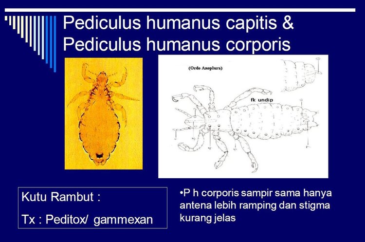 Empat ektoparasit yang umum menginfestasi manusia dan menyebabkan berbagai manifestasi kulit ...