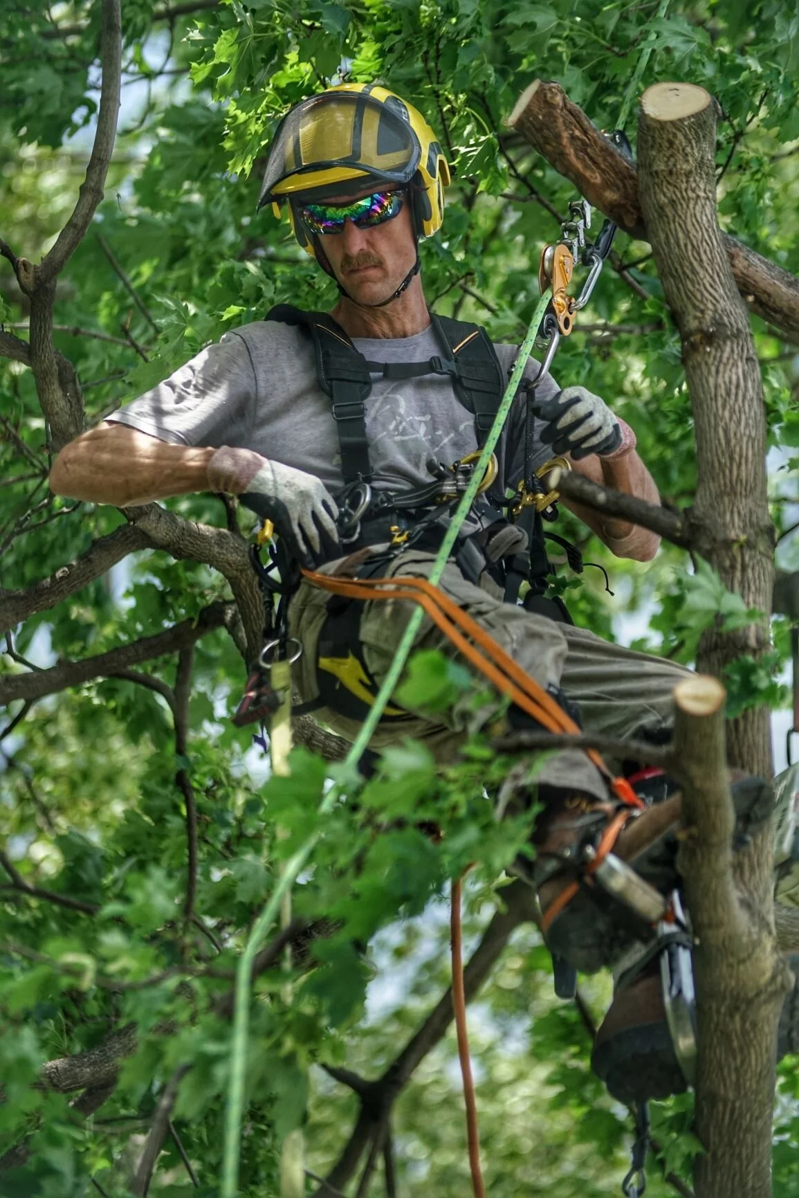 Grand Rapids Tree Cutting and Trimming