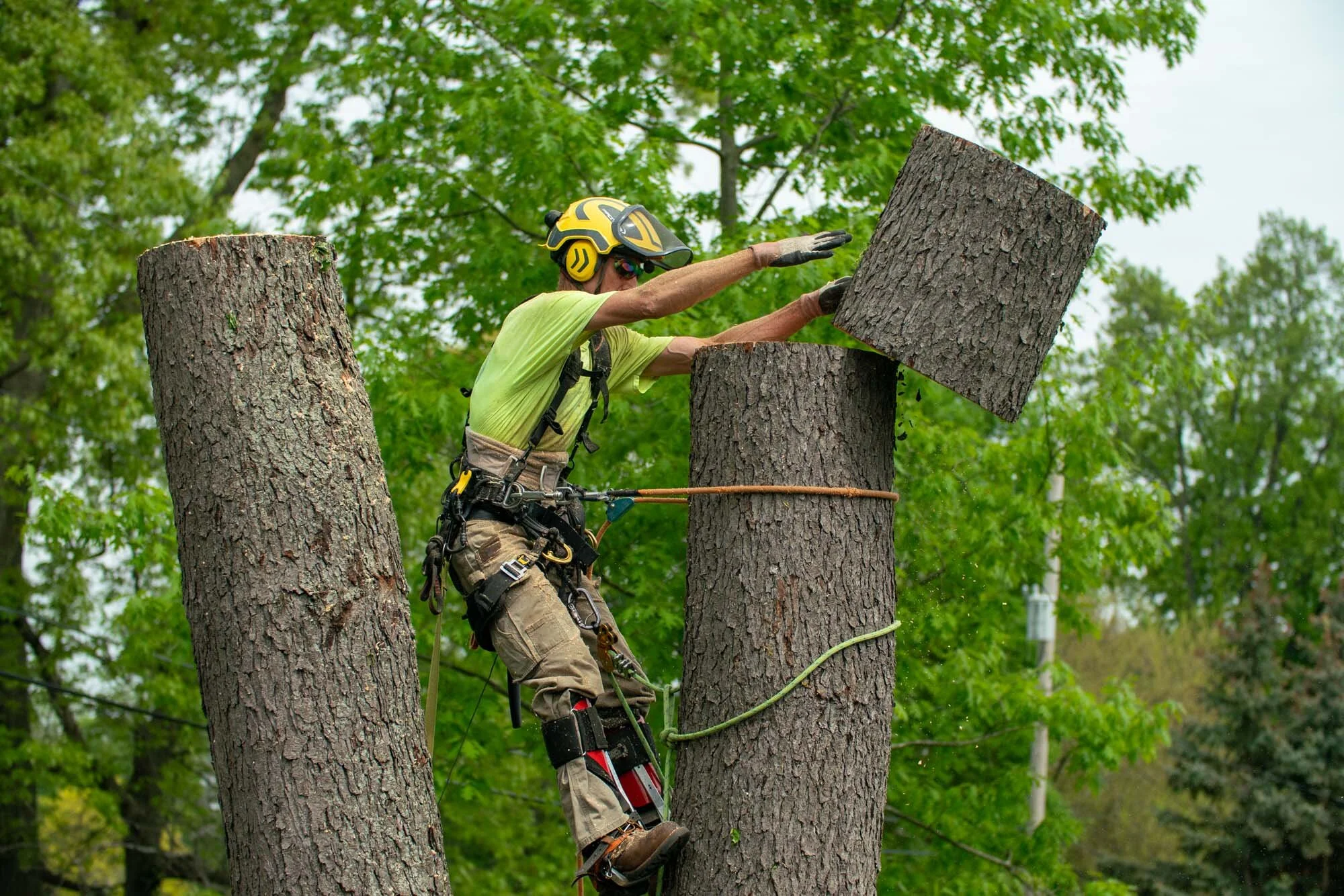 Photos — Ben’s Tree Service Plus Grand Rapids