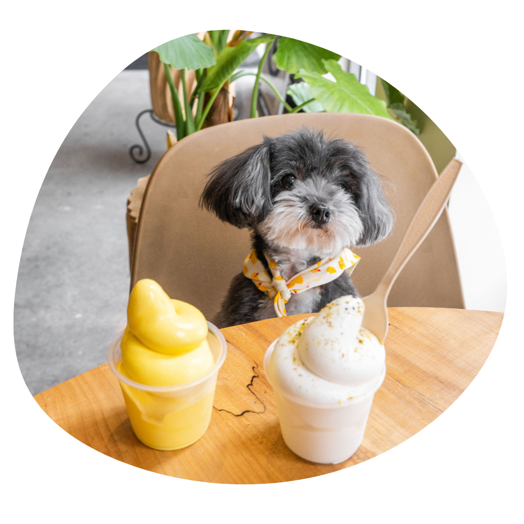 Middle eastern restaurant - Sheesh Grill