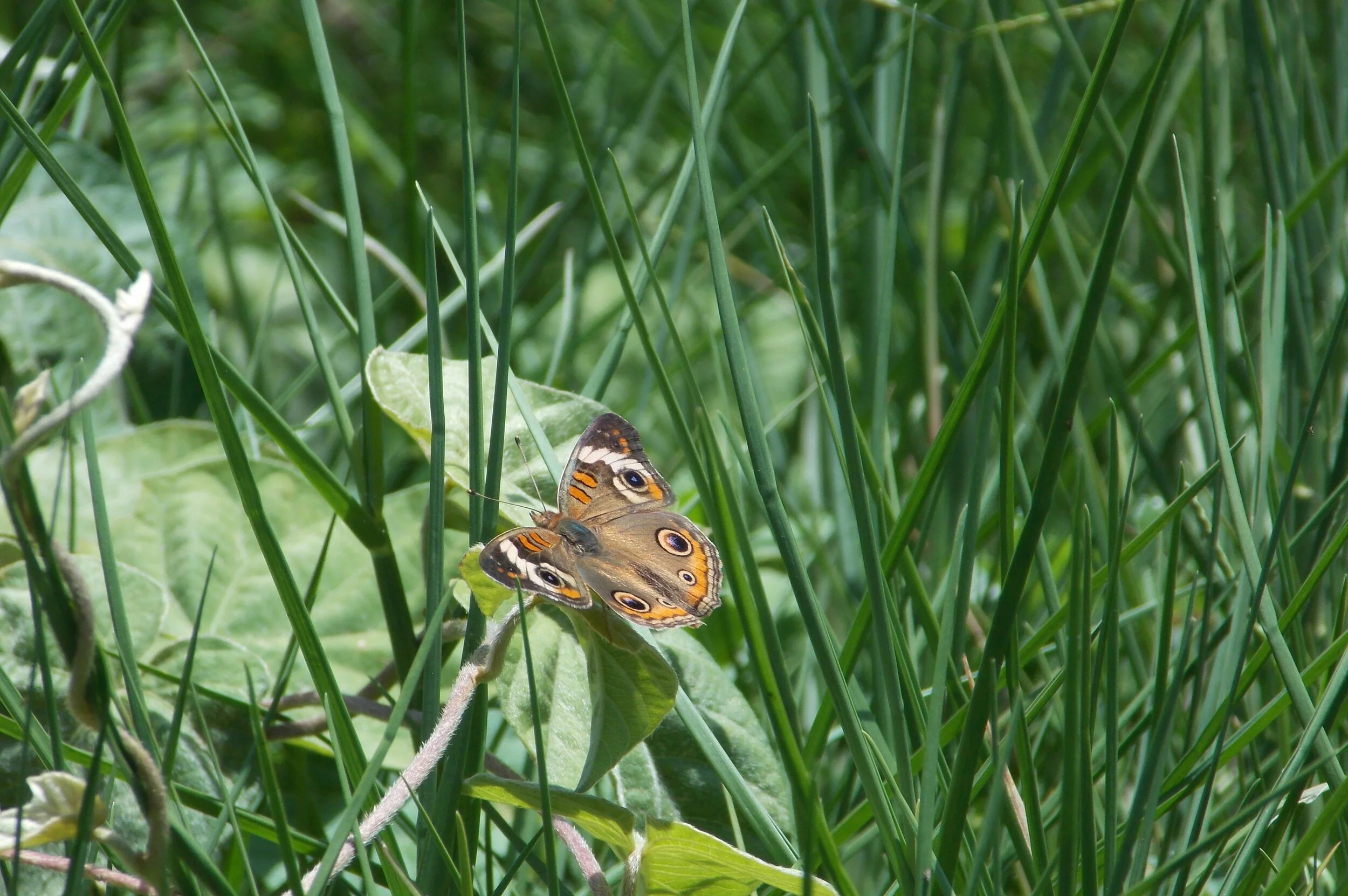 OUR CAUSE — Buy Back Bermuda