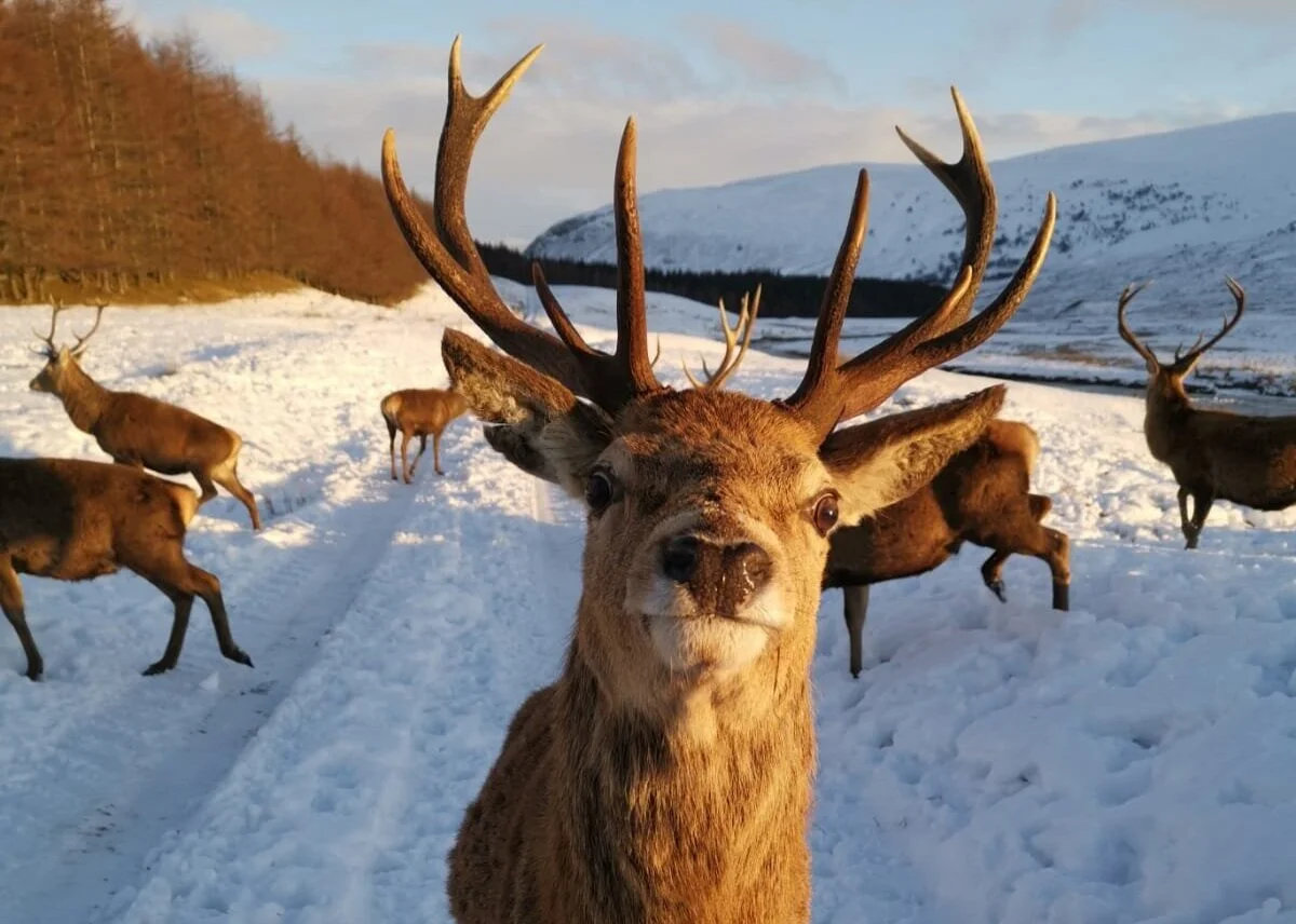 Venison Sales — Jahama Highland Estates