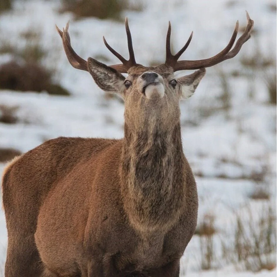 Jahama Highland Estates