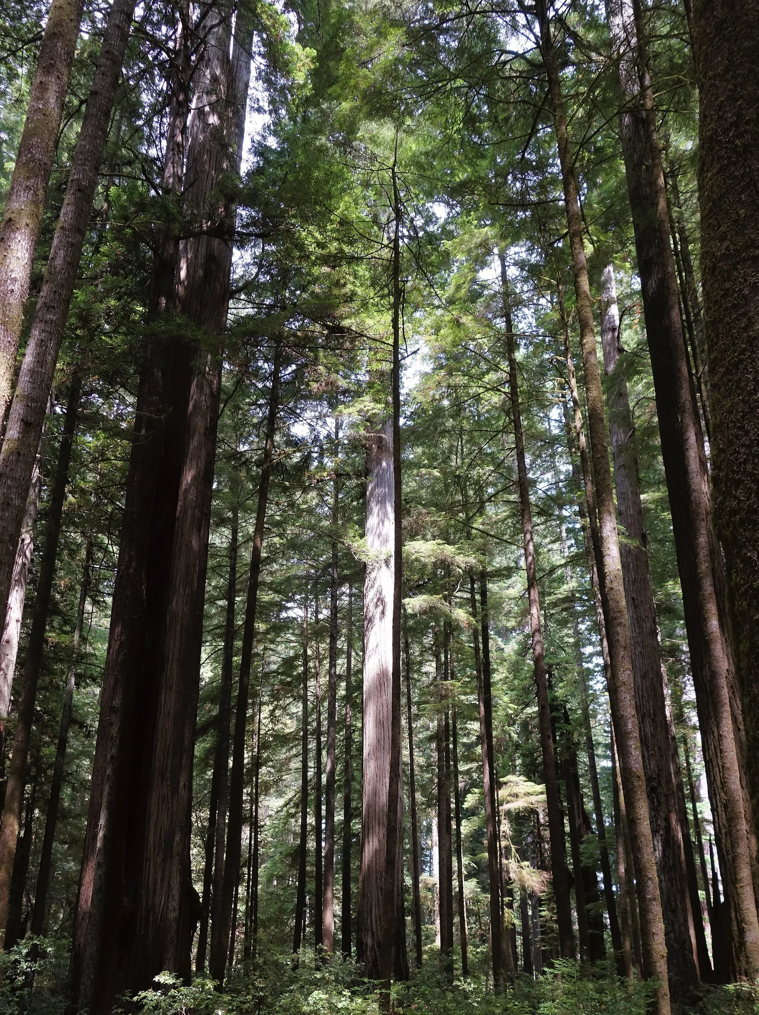 Ilana Rosen, LCSW-R — Ilana Rosen LCSW-R and Associates Psychotherapy