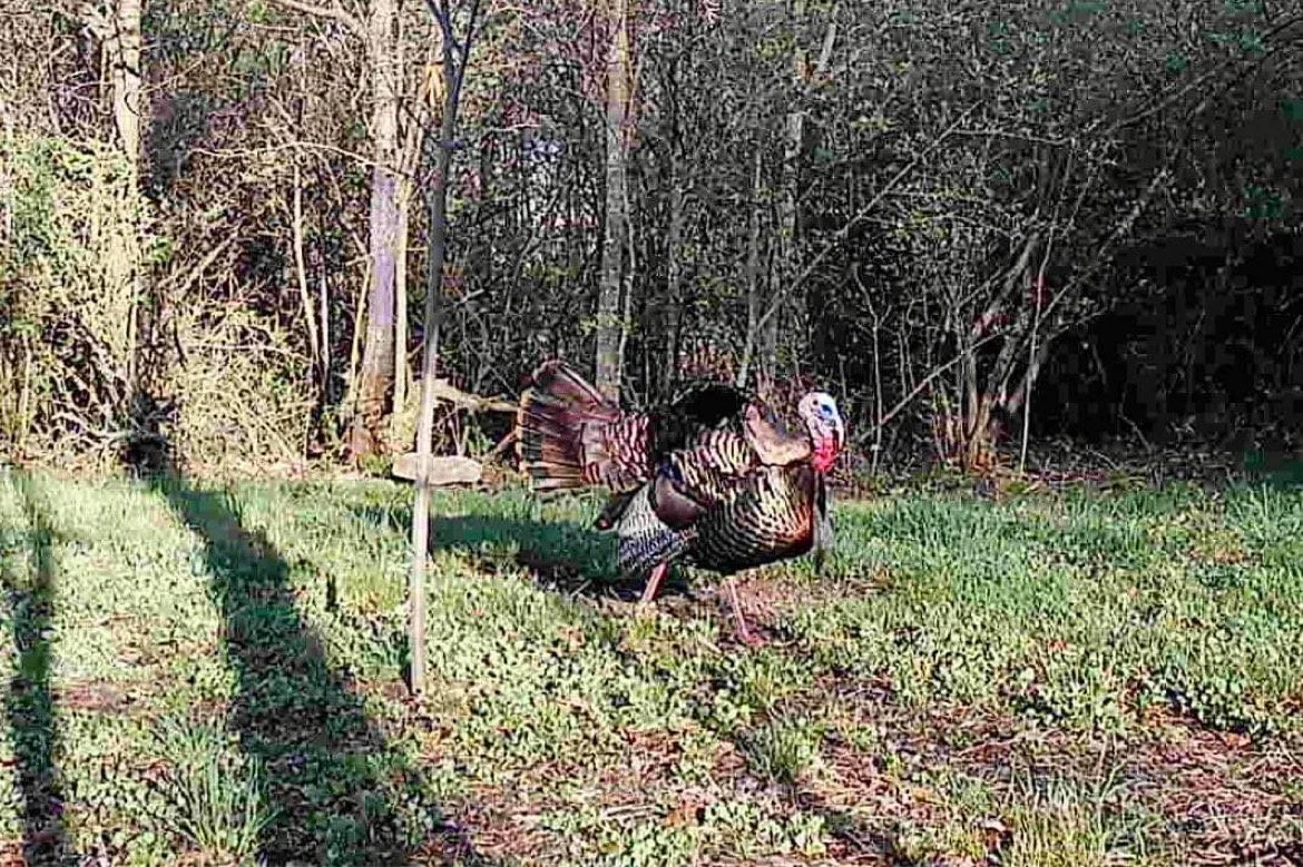 Turkey Contest — Bowhunting League