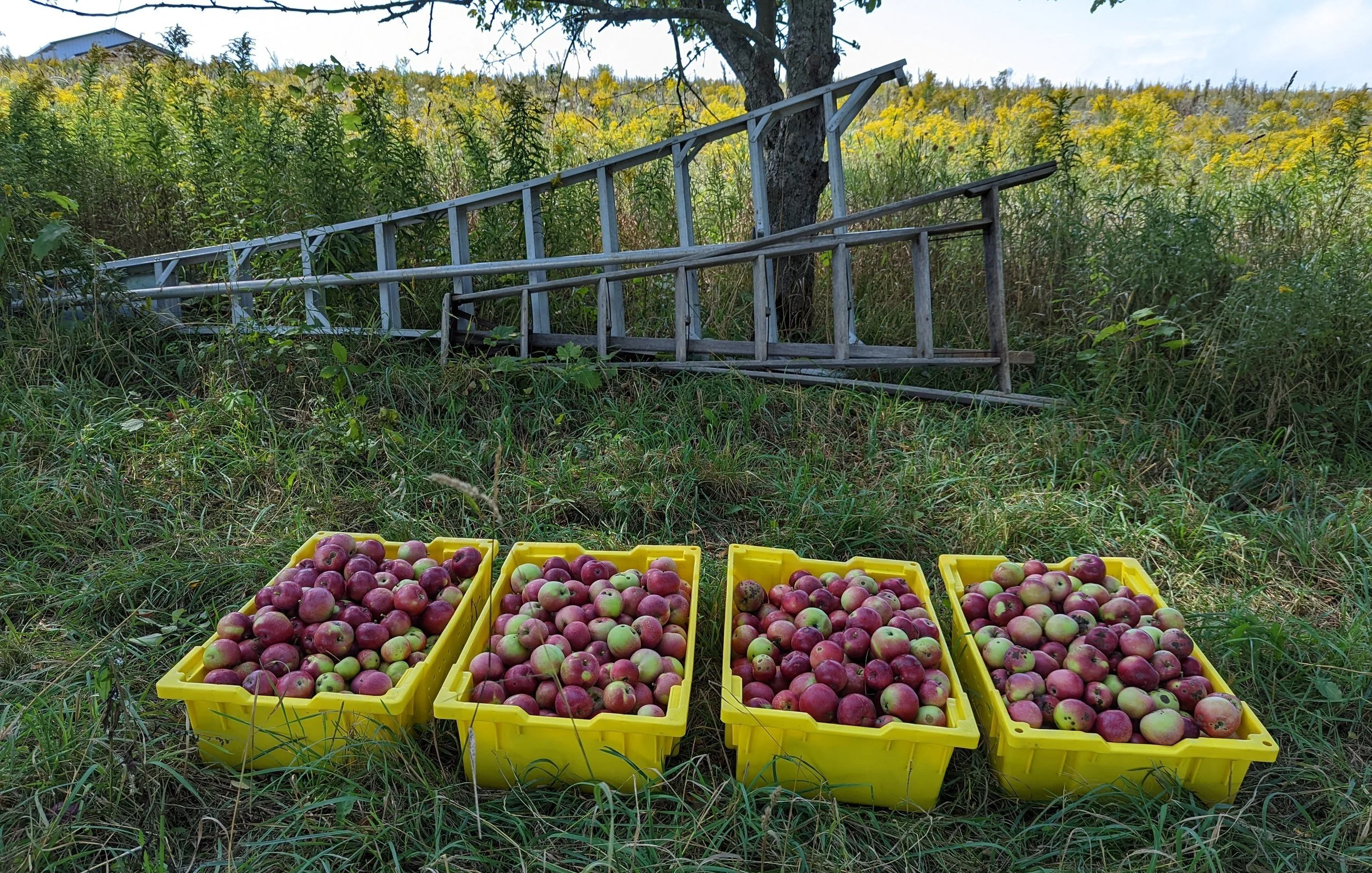 Resources for home orchardists — Folklor