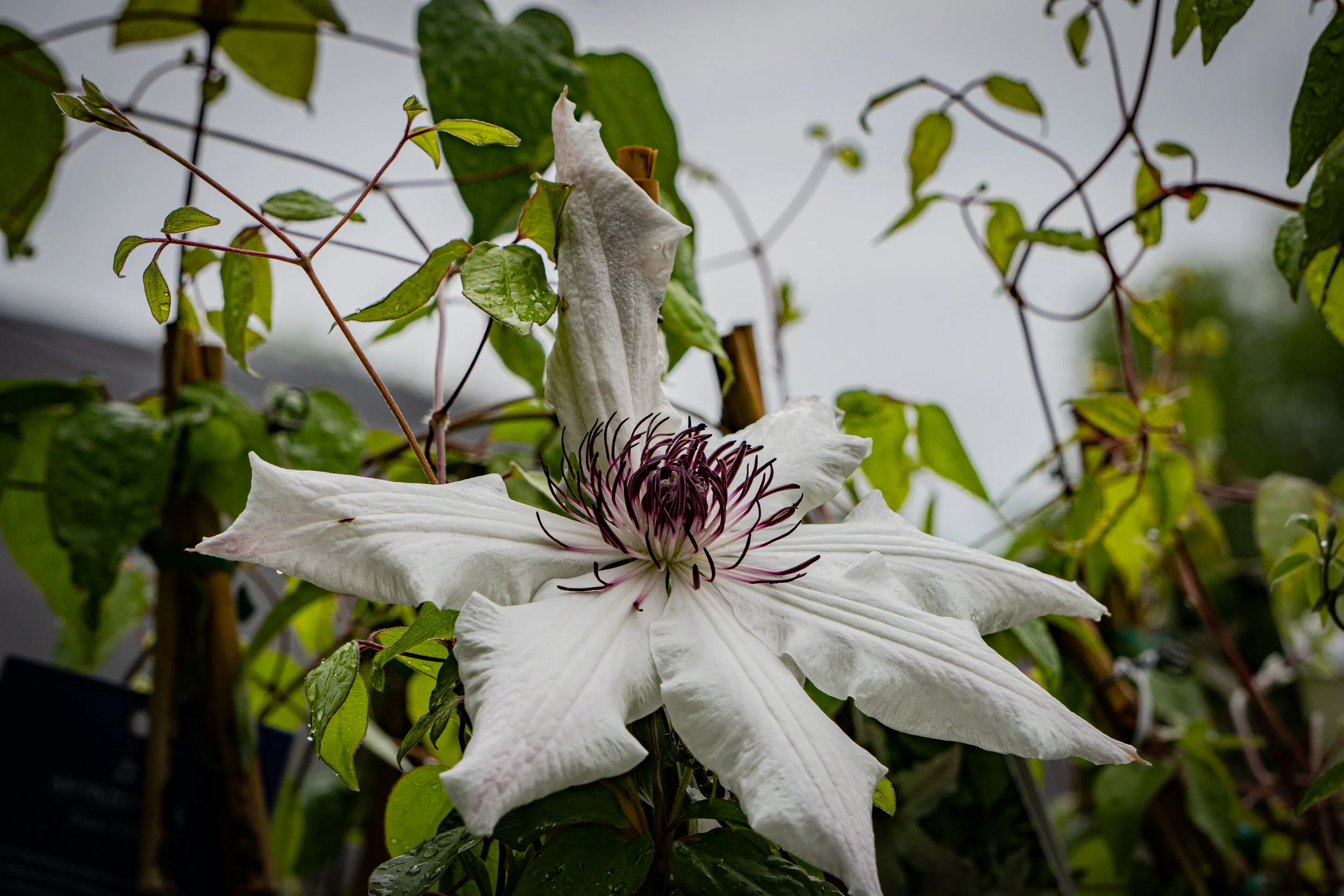 Garden Center — River City Lawnscape