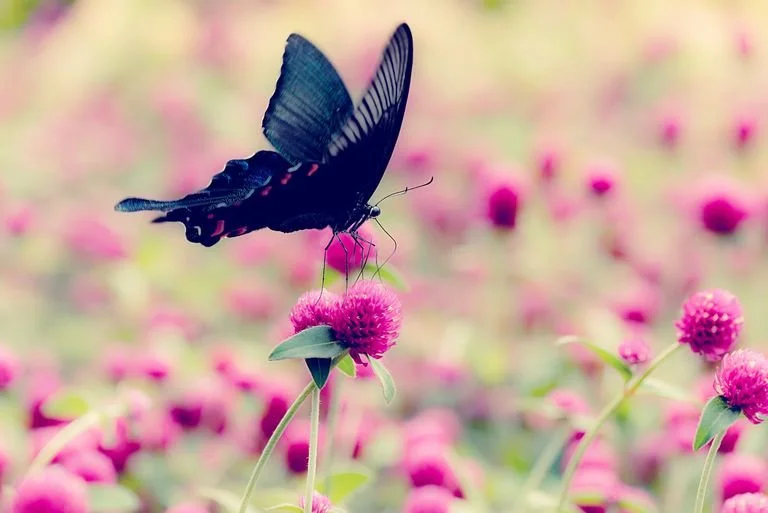 Mood Disorders — Daring Butterfly Therapy