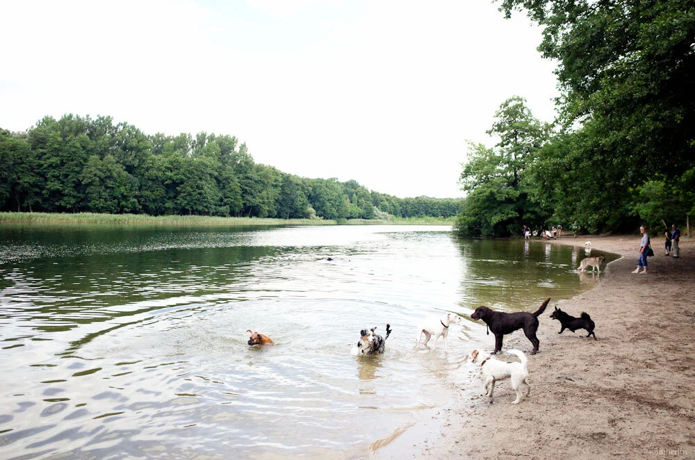 Are Dogs Allowed At Berliner Park