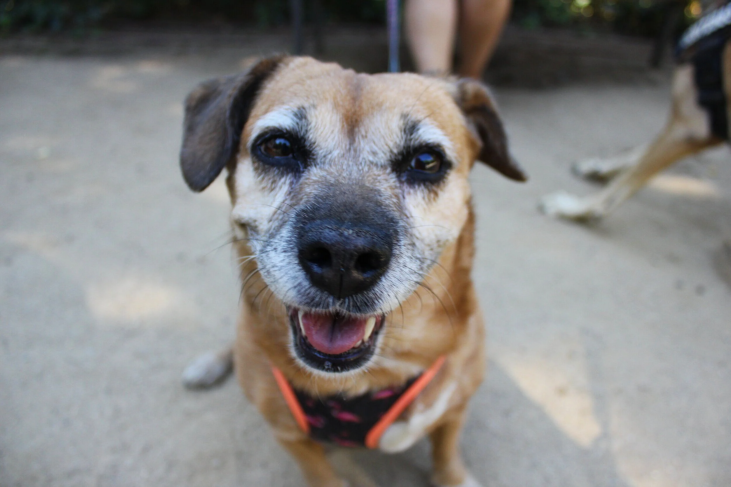 Vall Can educación canina y tienda online