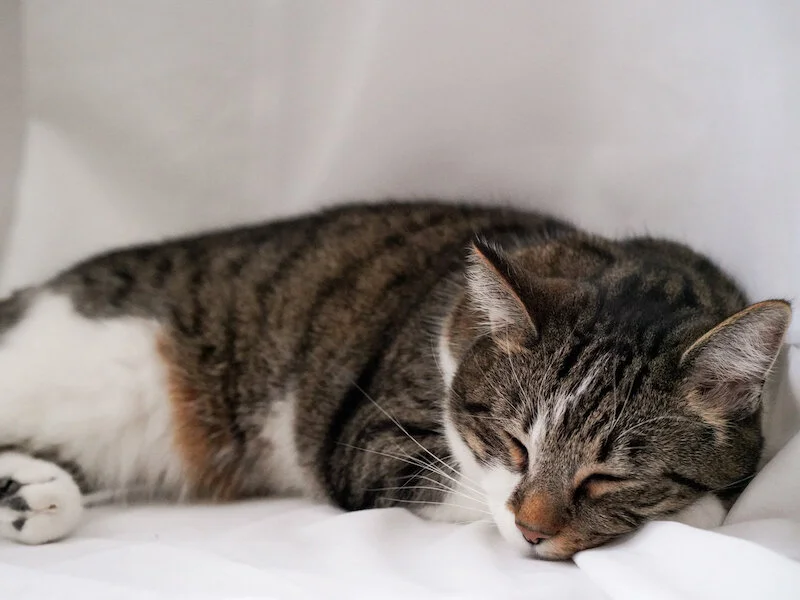 Animal Direction | Leading Pet Model agency