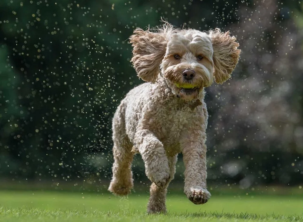 Animal Direction | Dog Models